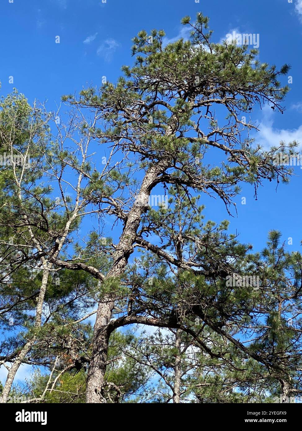 pitch pine (Pinus rigida Stock Photo - Alamy