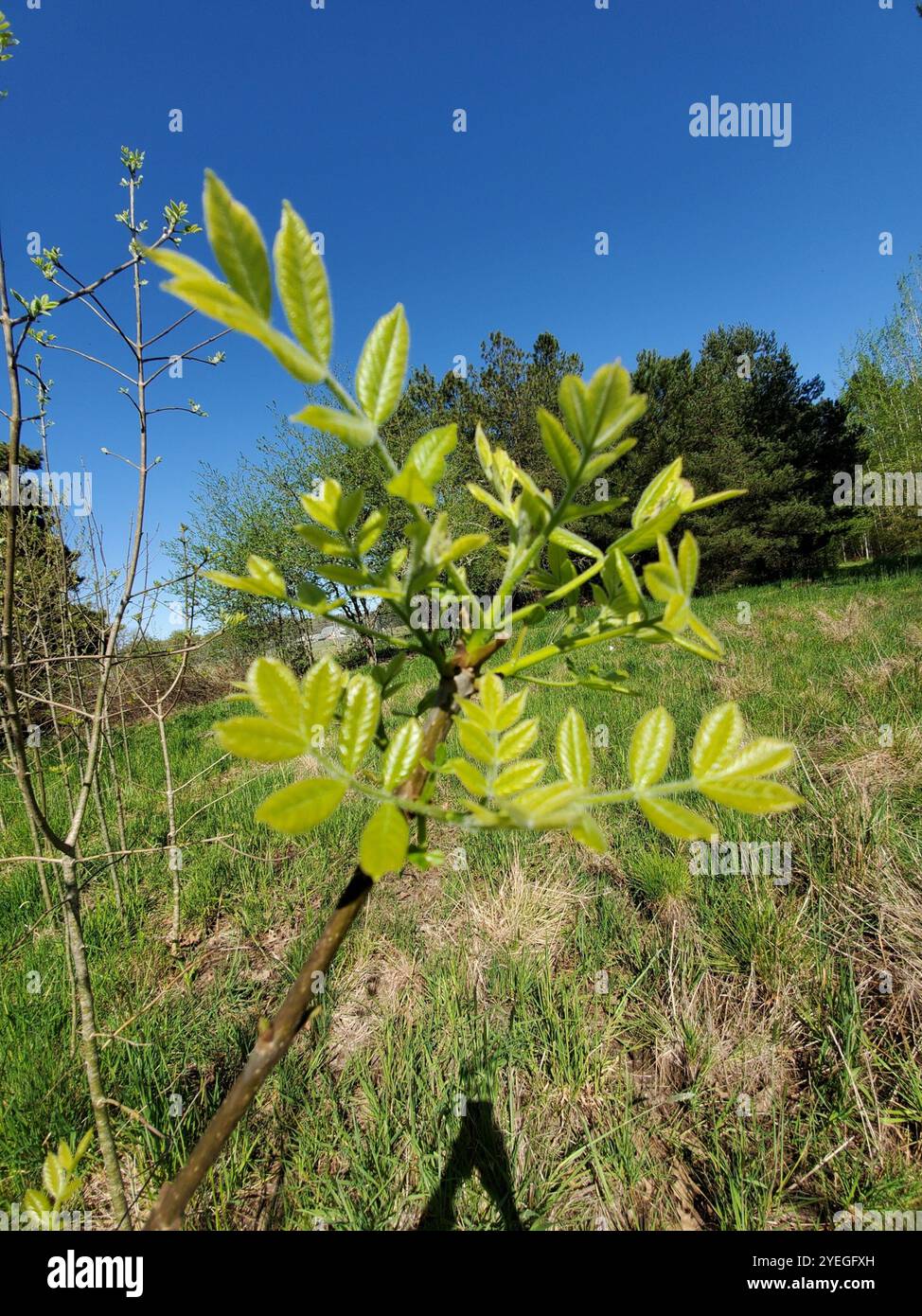 Oregon Ash (Fraxinus latifolia Stock Photo - Alamy