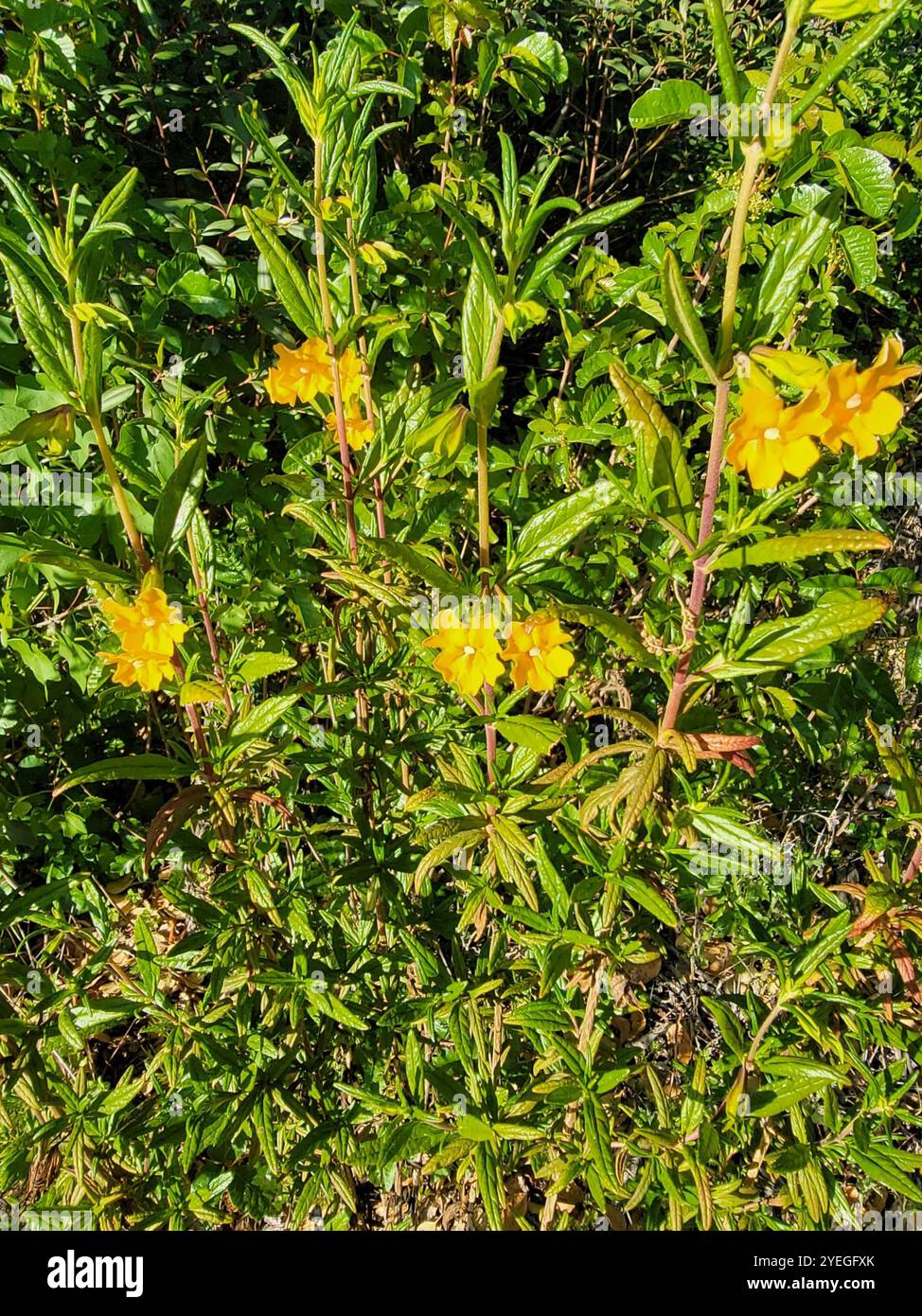 orange bush monkeyflower (Diplacus aurantiacus Stock Photo - Alamy