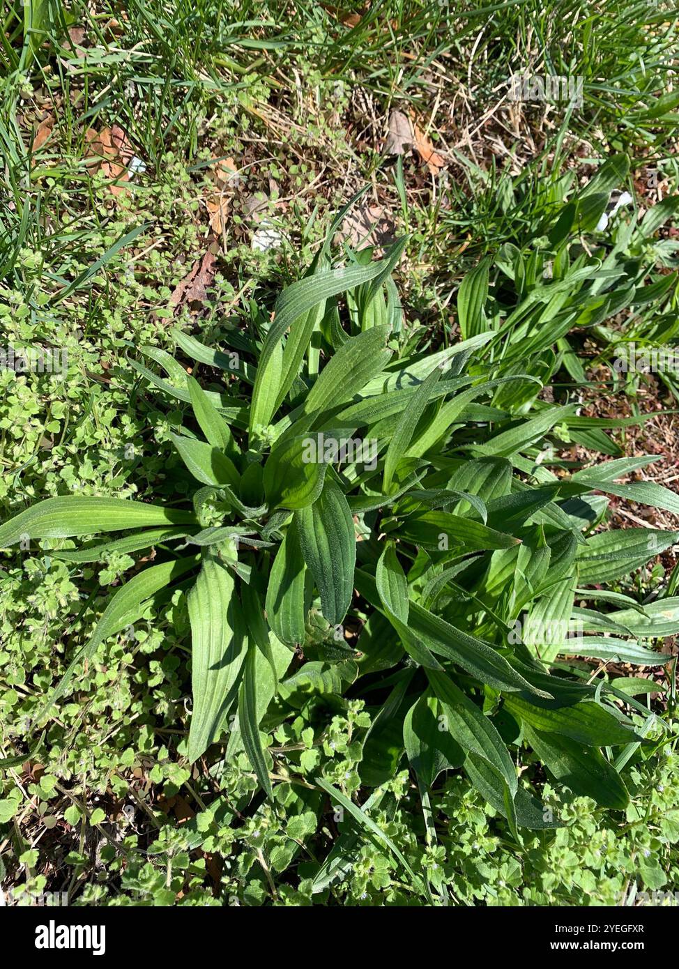 ribwort plantain (Plantago lanceolata Stock Photo - Alamy