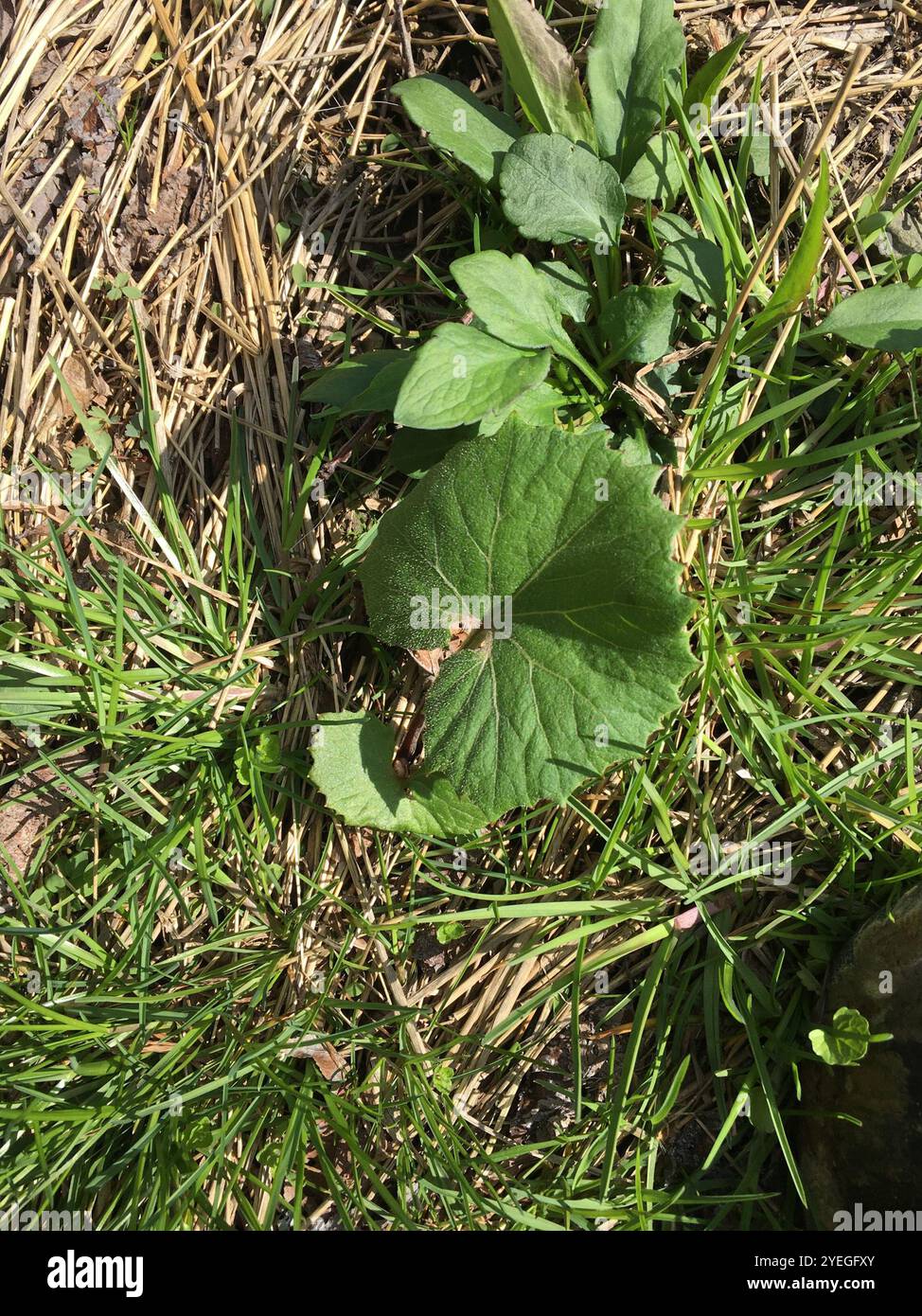 Giant Butterbur (Petasites japonicus Stock Photo - Alamy