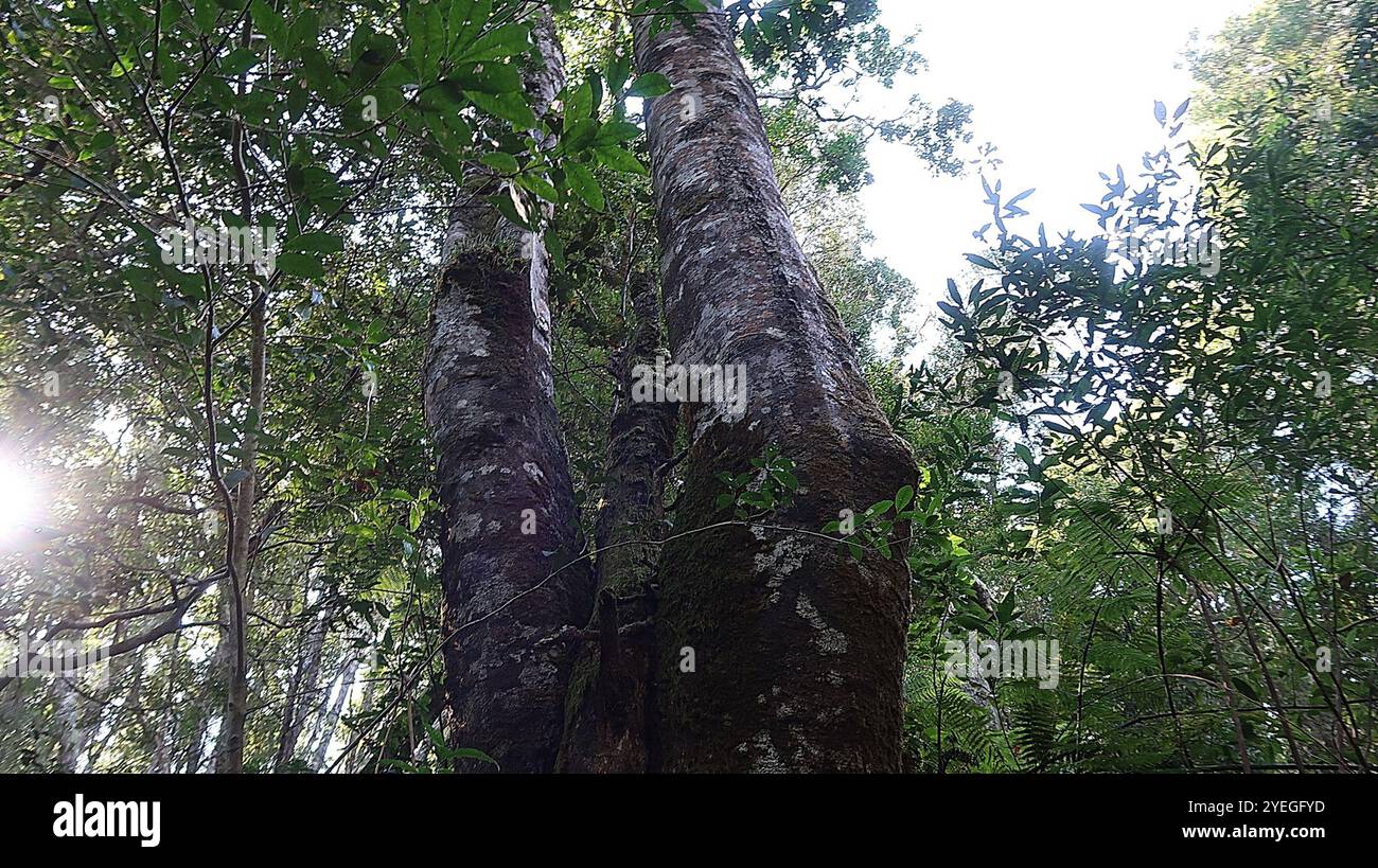 Stinkwood (Ocotea bullata Stock Photo - Alamy