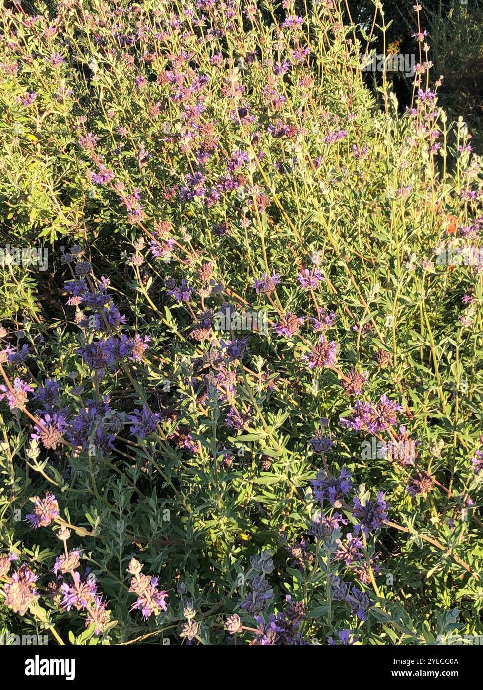 Cleveland Sage (Salvia clevelandii Stock Photo - Alamy