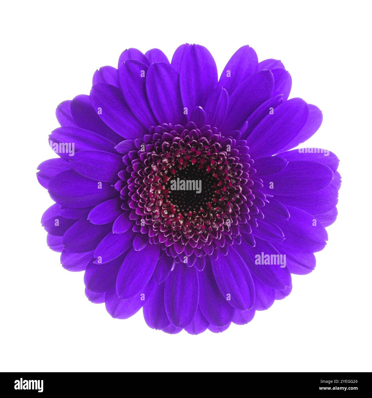 Top view violet gerbera hi-res stock photography and images - Alamy
