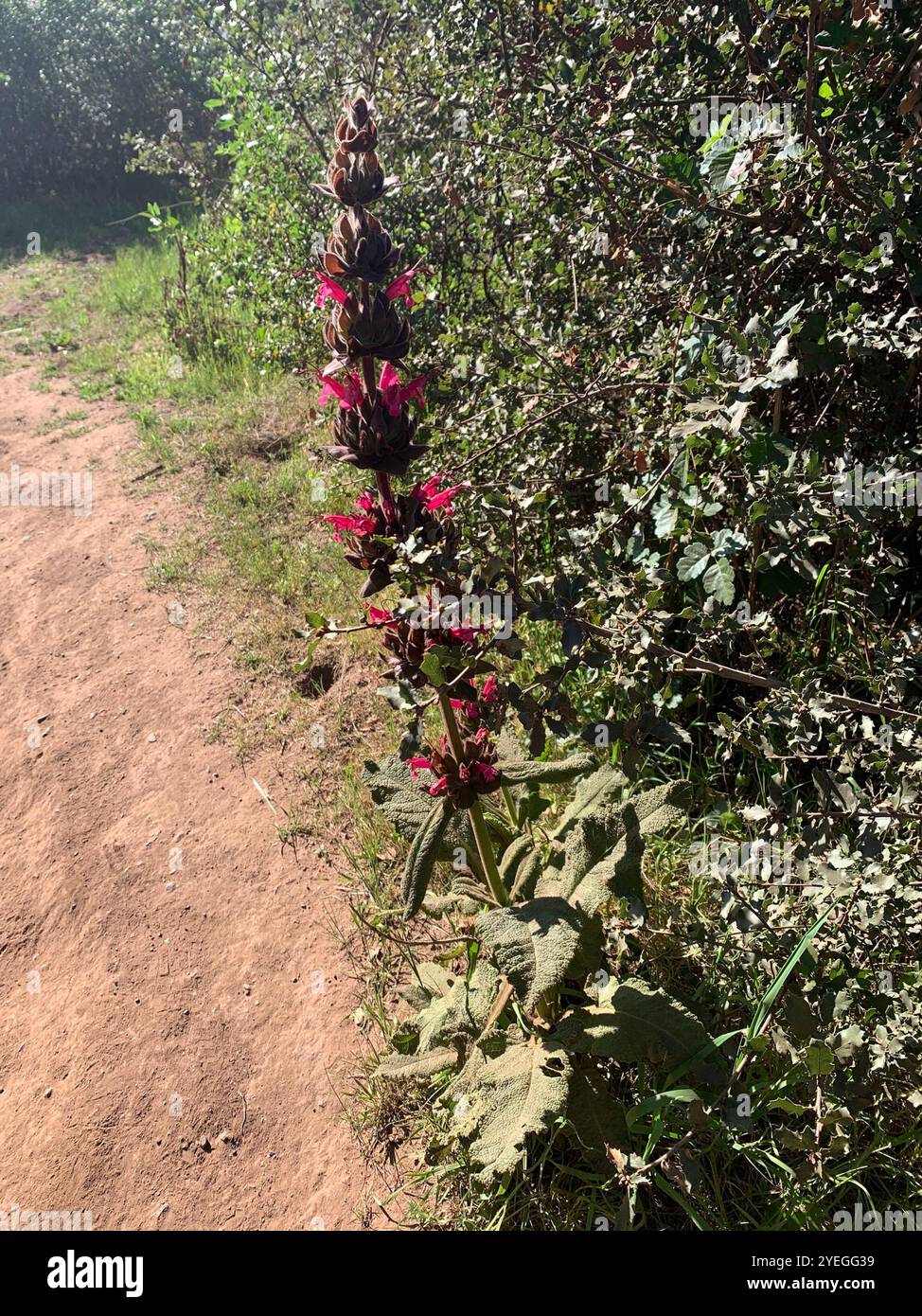 Hummingbird Sage (Salvia spathacea Stock Photo - Alamy