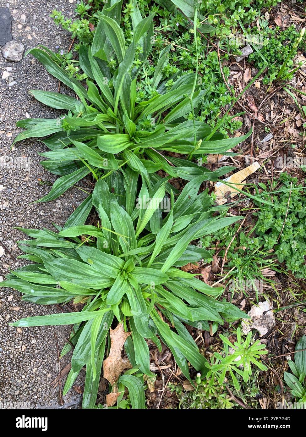 ribwort plantain (Plantago lanceolata Stock Photo - Alamy
