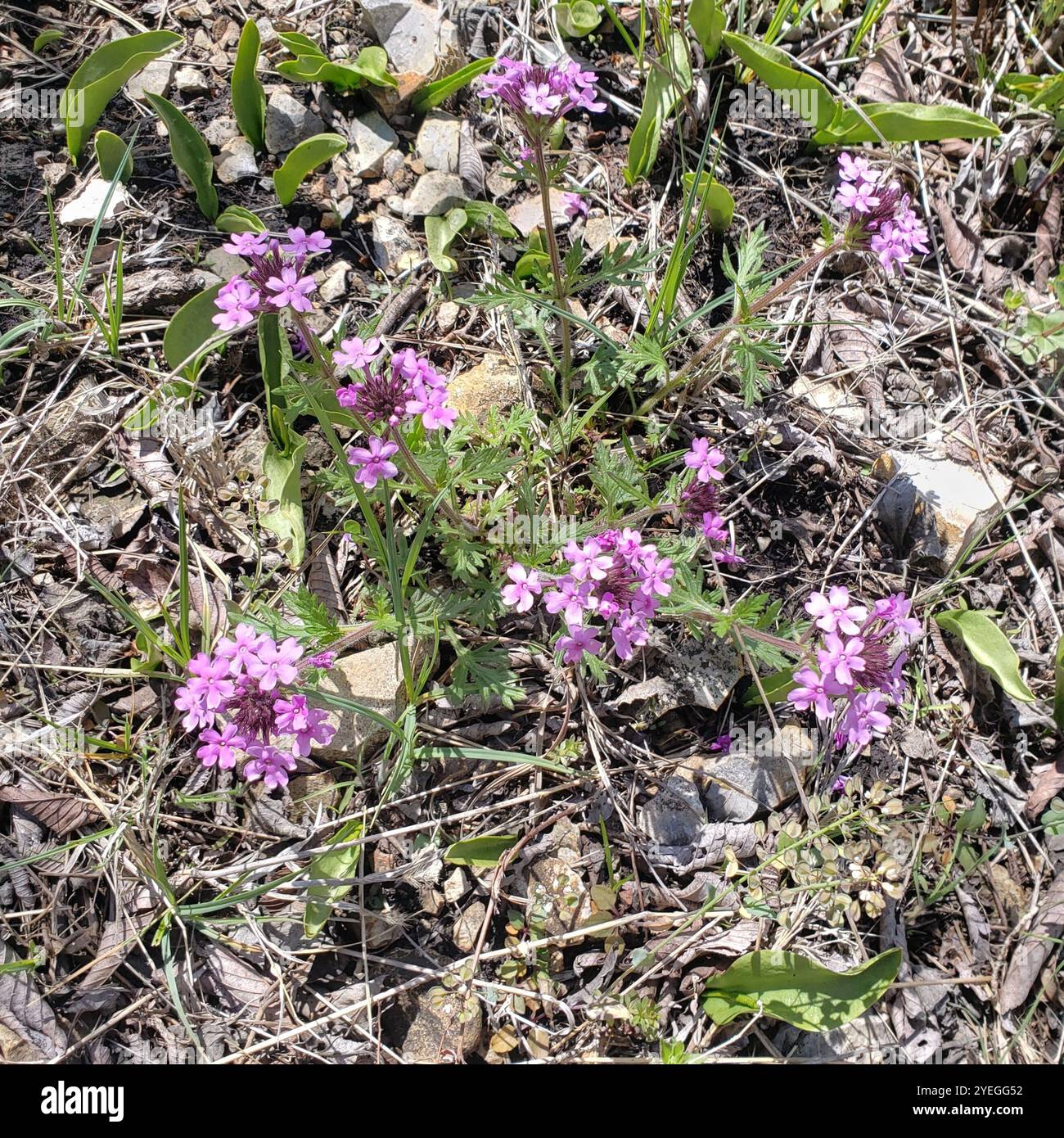 rose vervain (Glandularia canadensis Stock Photo - Alamy