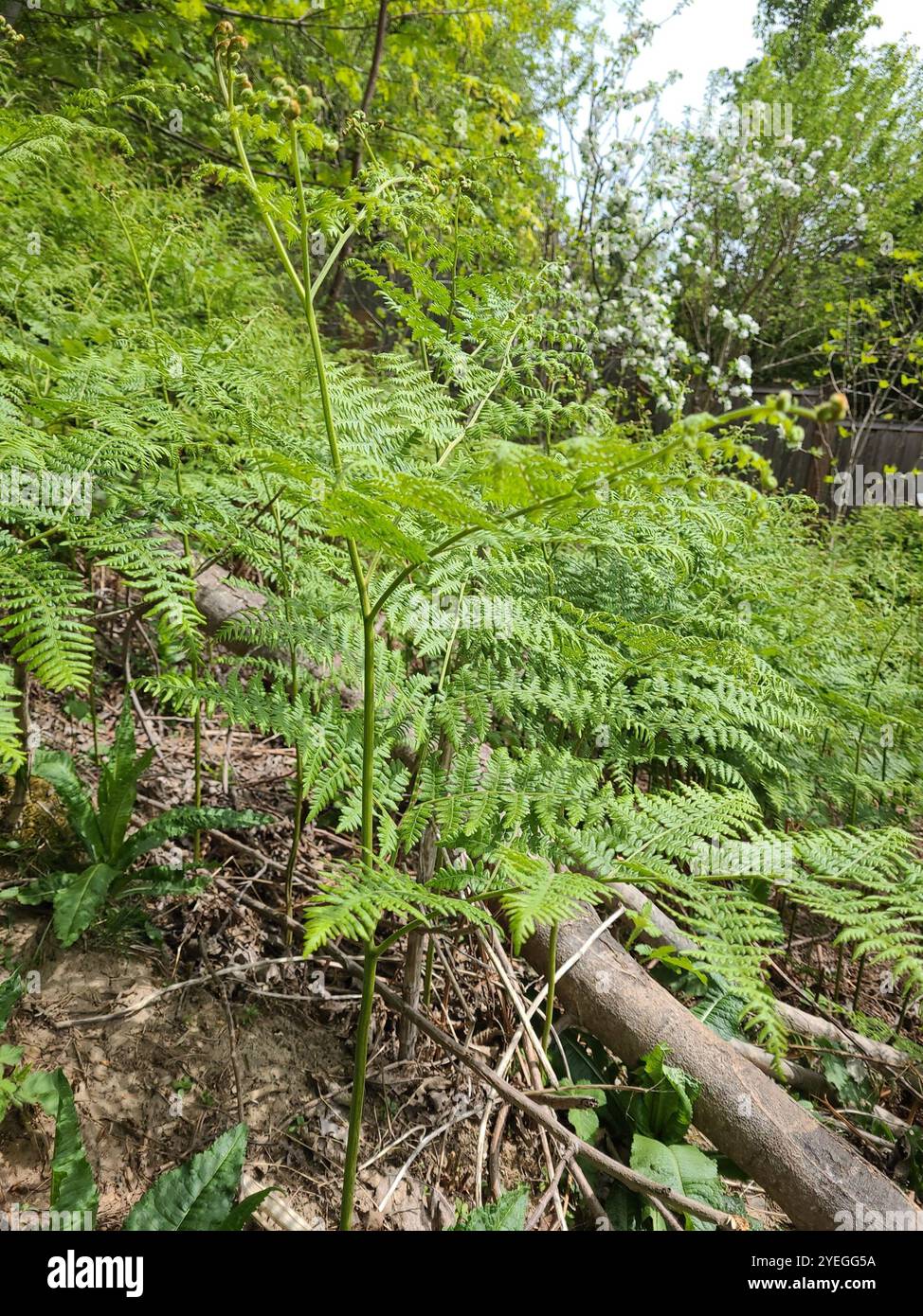 common bracken (Pteridium aquilinum Stock Photo - Alamy