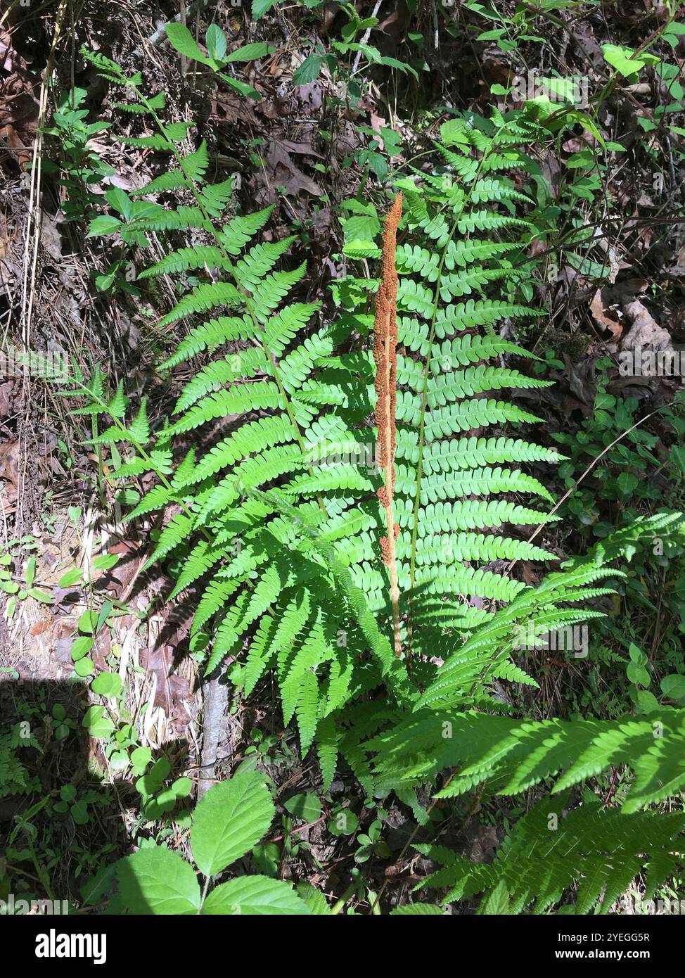 cinnamon fern (Osmundastrum cinnamomeum Stock Photo - Alamy