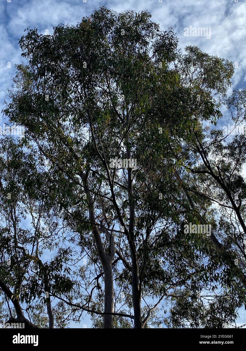 Lemon-scented gum (Corymbia citriodora Stock Photo - Alamy