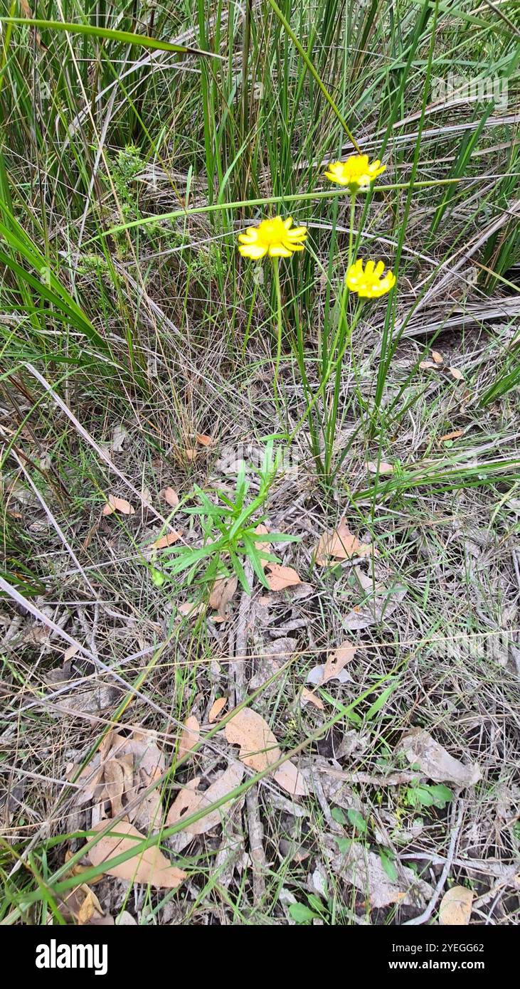 Madagascar Ragwort (Senecio madagascariensis Stock Photo - Alamy