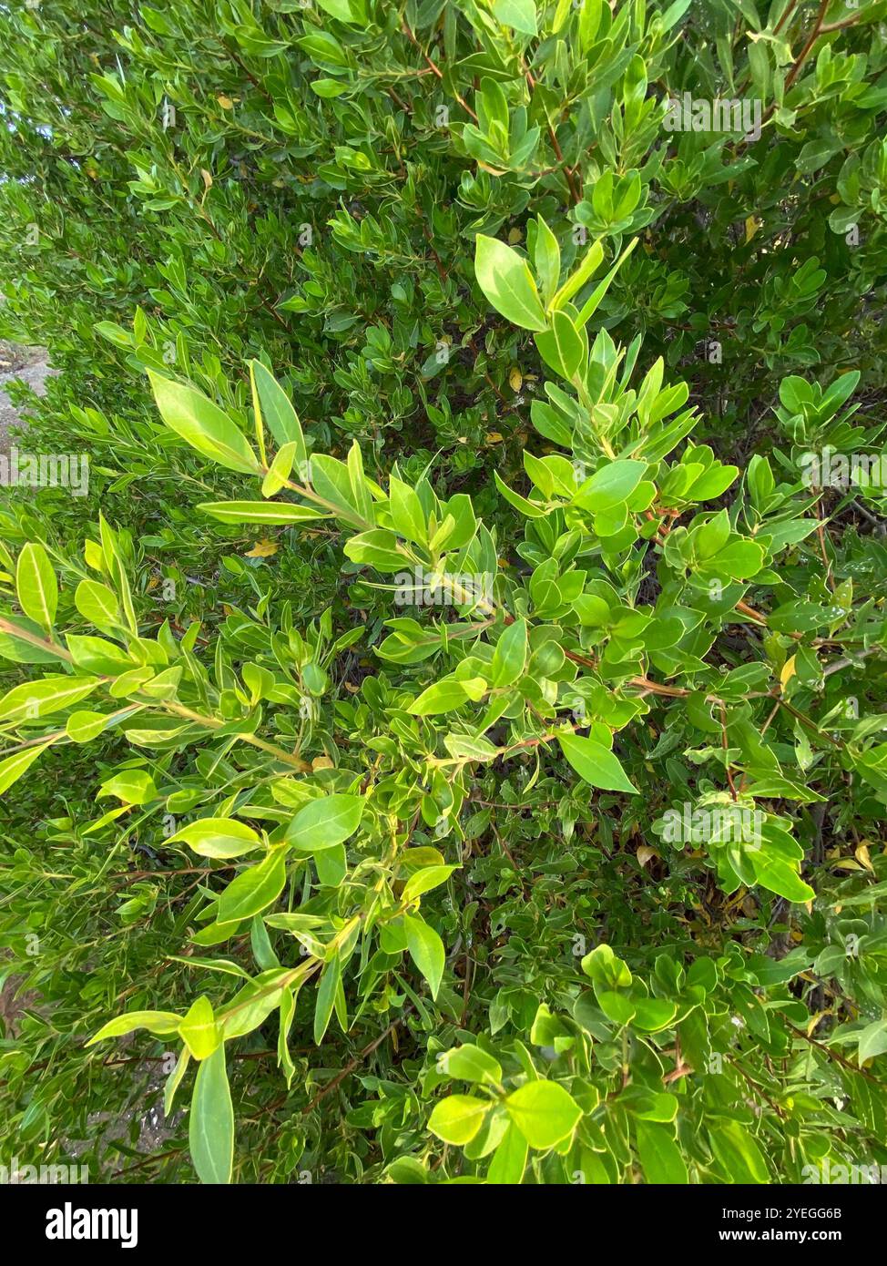 Green Buttonwood (Conocarpus erectus Stock Photo - Alamy