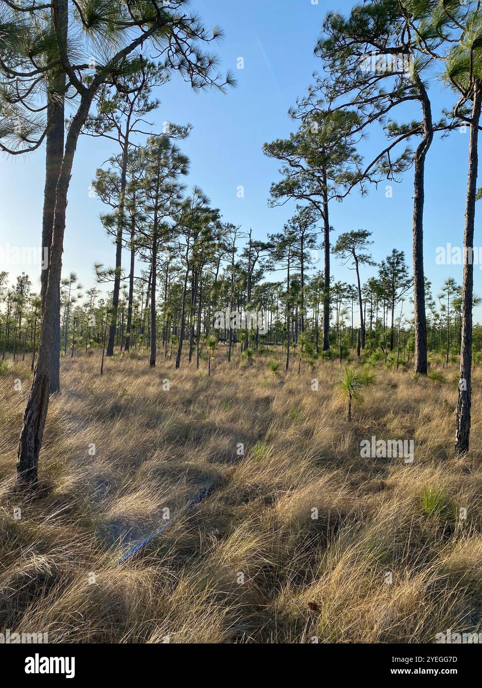 longleaf pine (Pinus palustris Stock Photo - Alamy