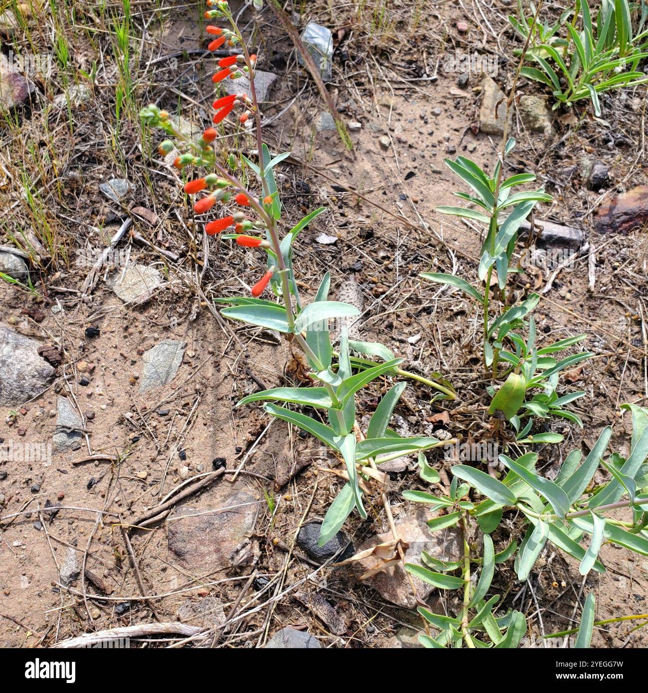 scarlet bugler (Penstemon centranthifolius Stock Photo - Alamy