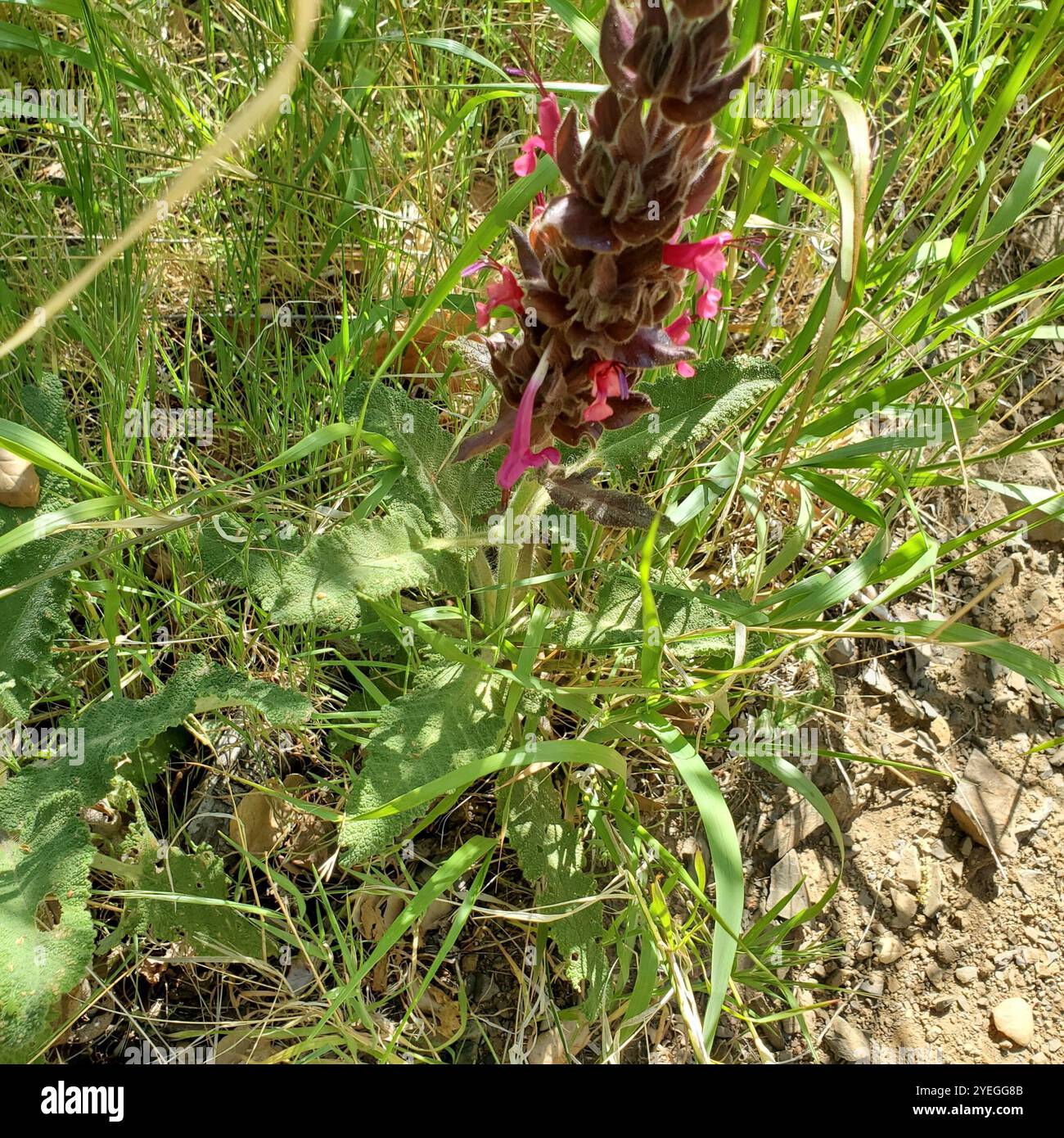 Hummingbird Sage (Salvia spathacea Stock Photo - Alamy
