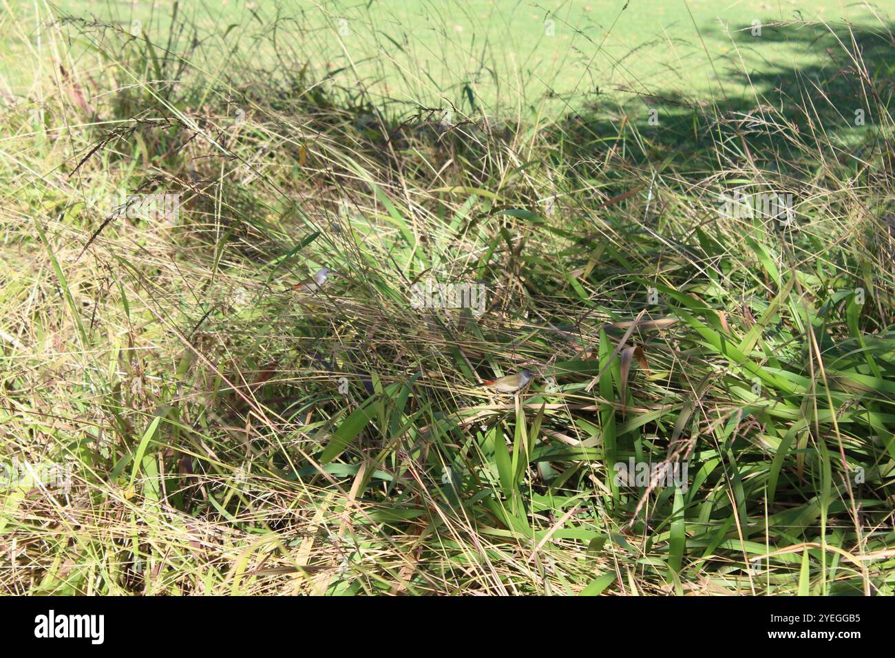 Swee waxbill coccopygia melanotis hi-res stock photography and images ...