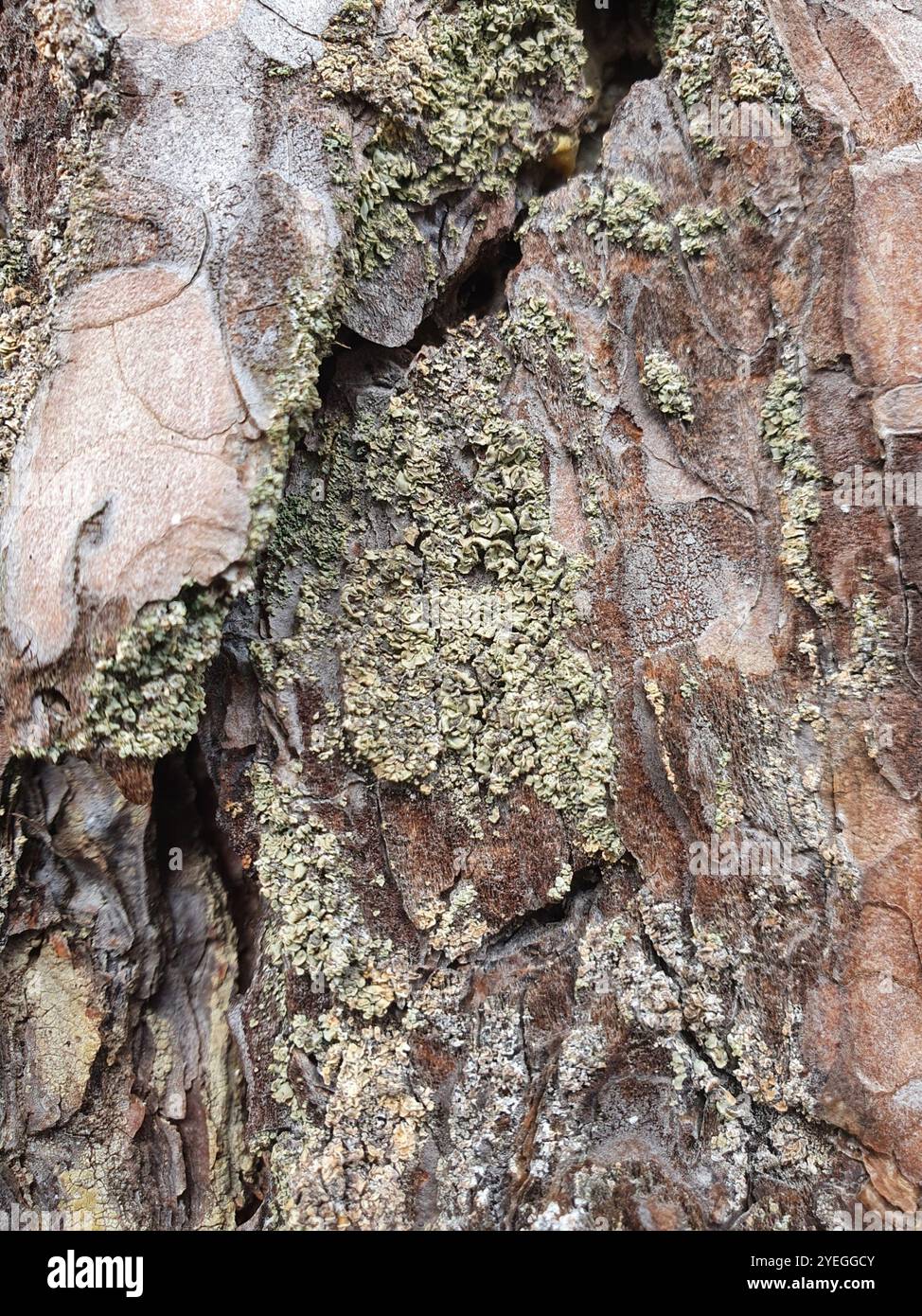 Common Clam Lichen (Hypocenomyce scalaris Stock Photo - Alamy
