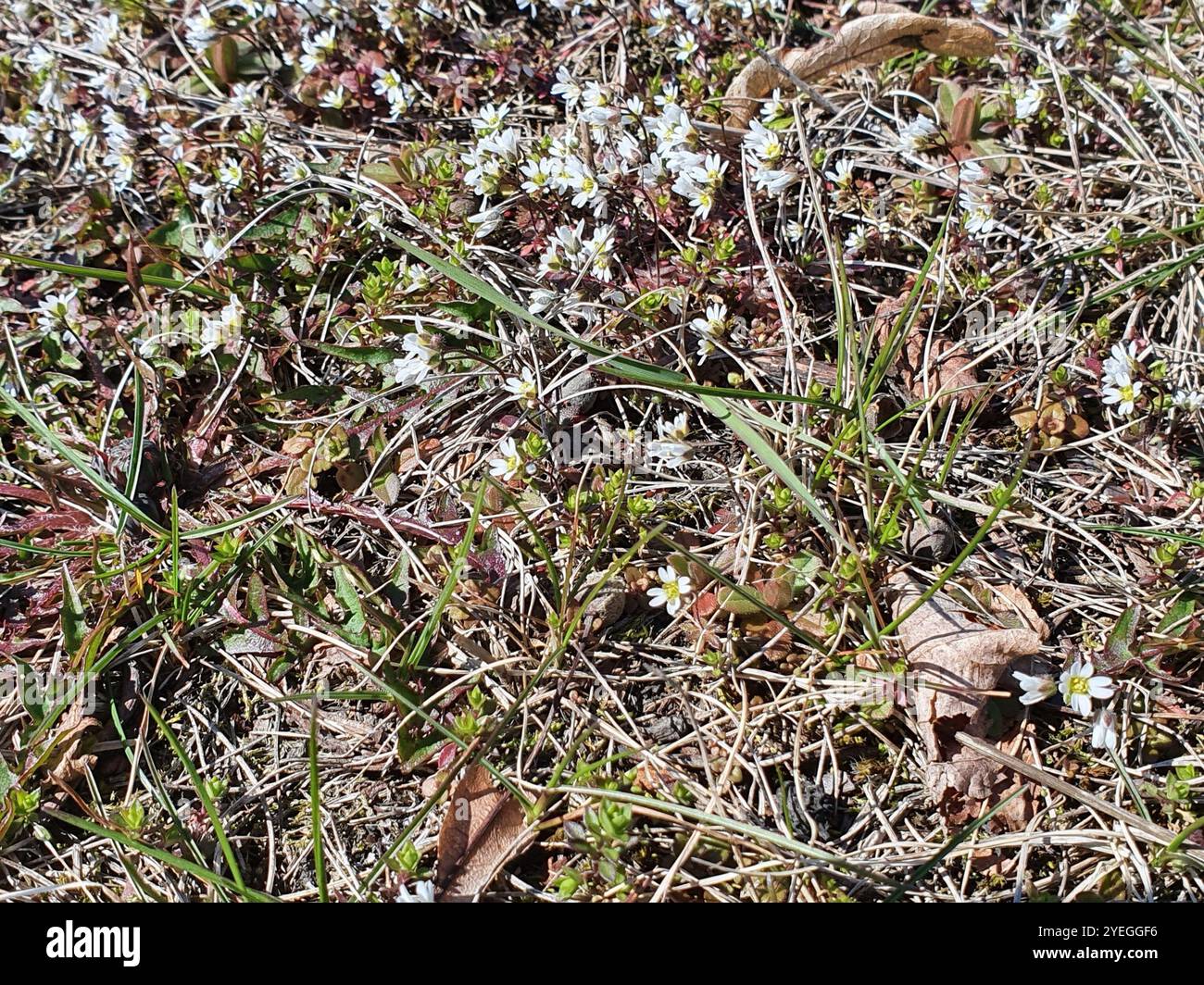 Common Whitlowgrass (Draba verna Stock Photo - Alamy