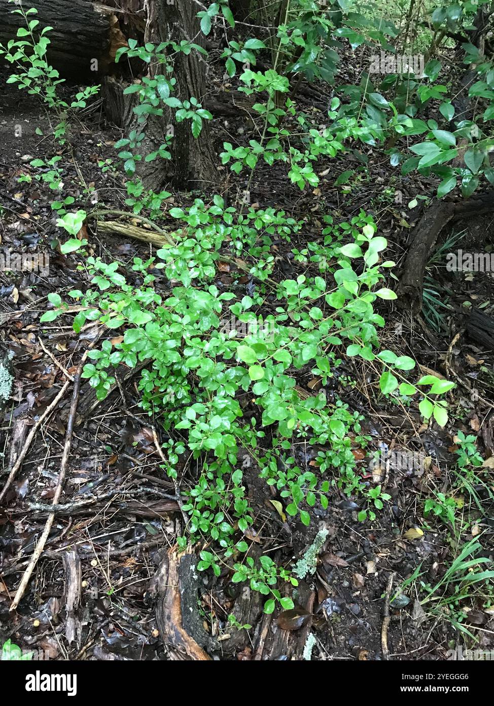 Stretchberry (Forestiera pubescens Stock Photo - Alamy