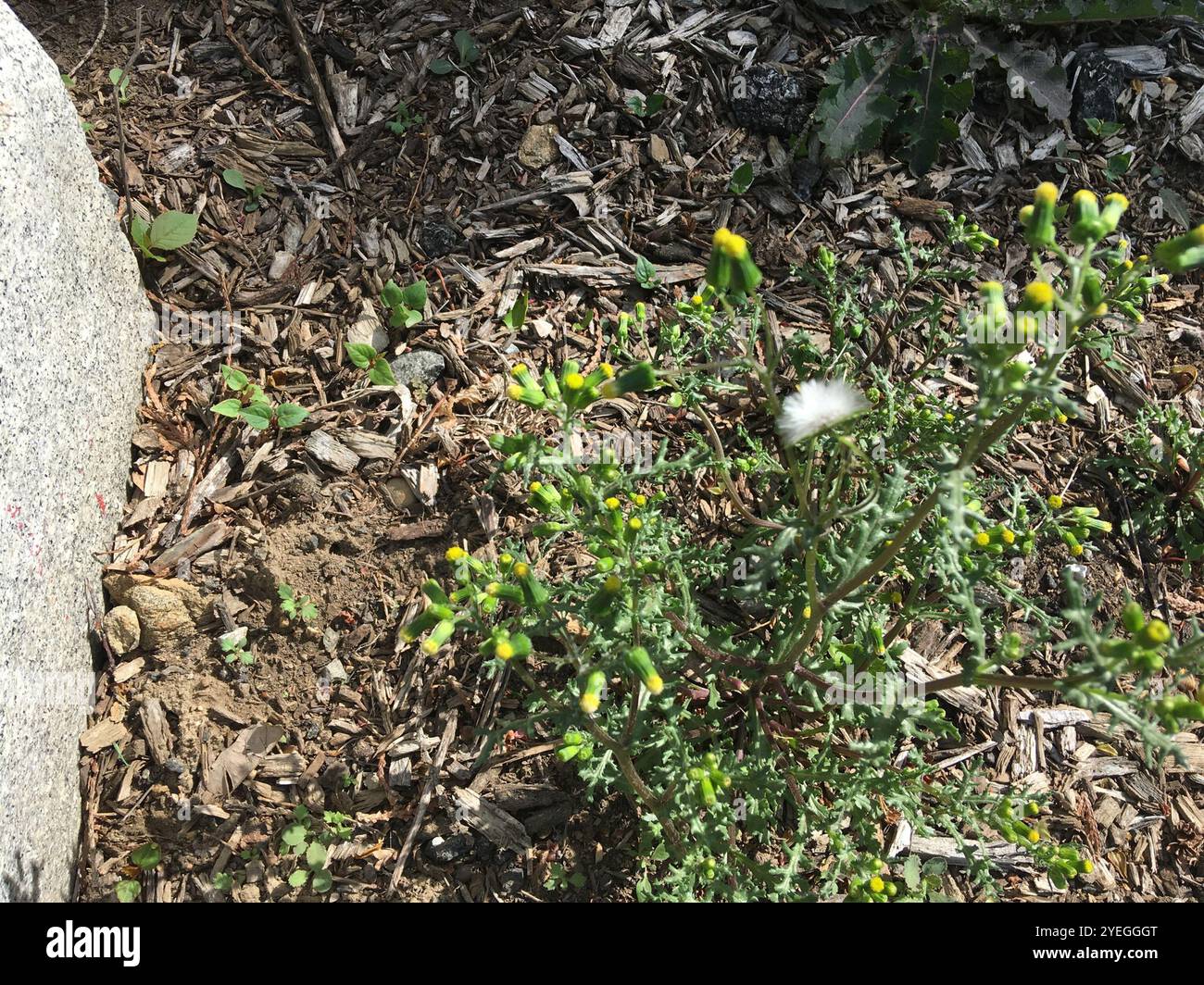 common groundsel (Senecio vulgaris Stock Photo - Alamy