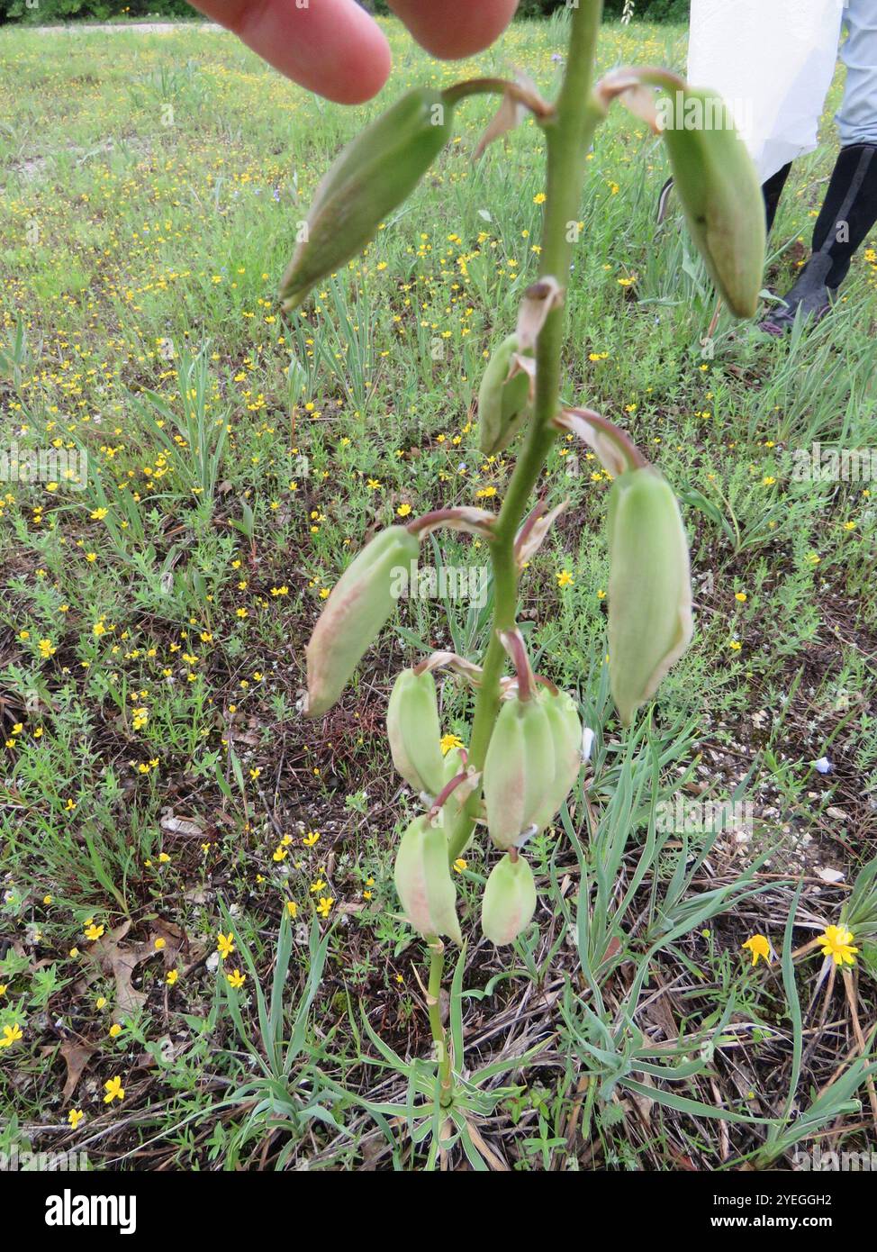 Yucca arkansana hi-res stock photography and images - Alamy