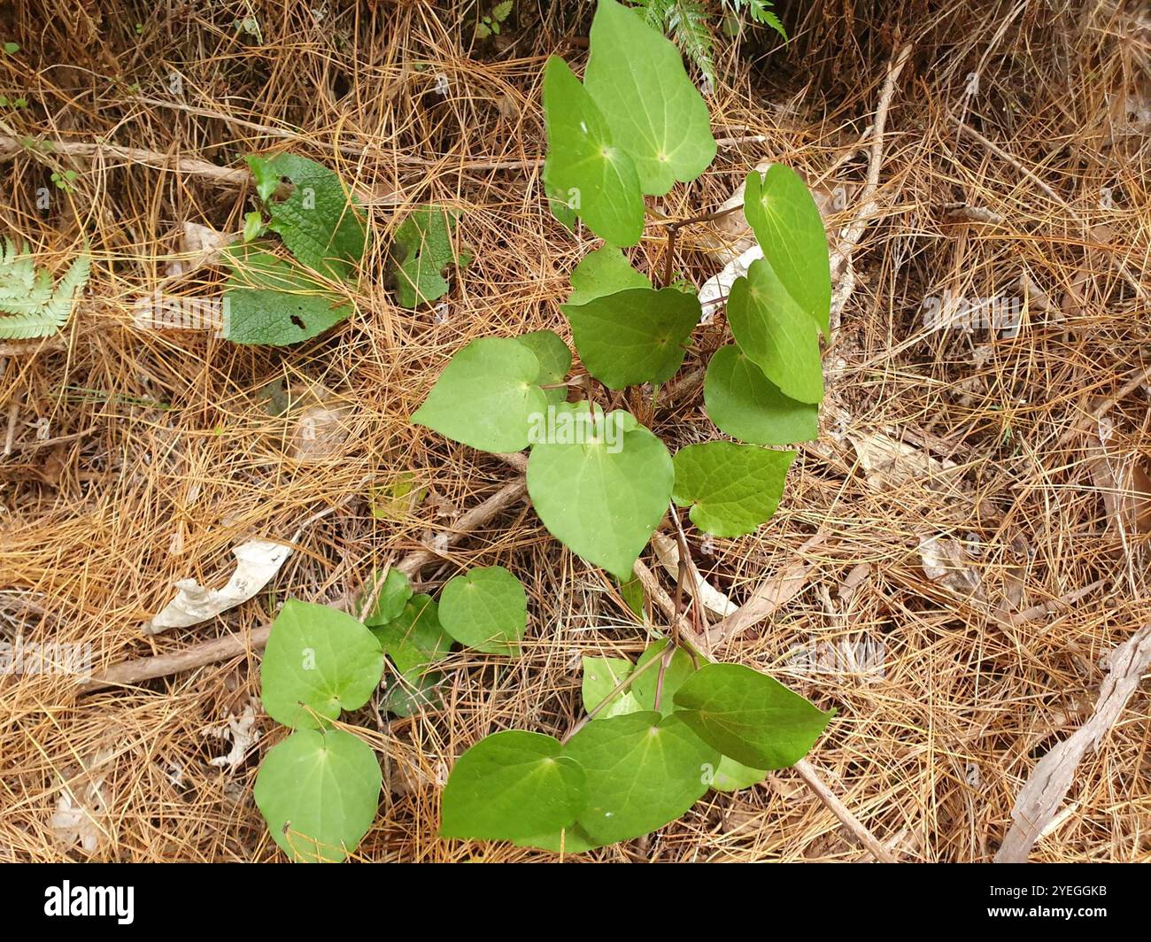 Piper excelsum hi-res stock photography and images - Alamy