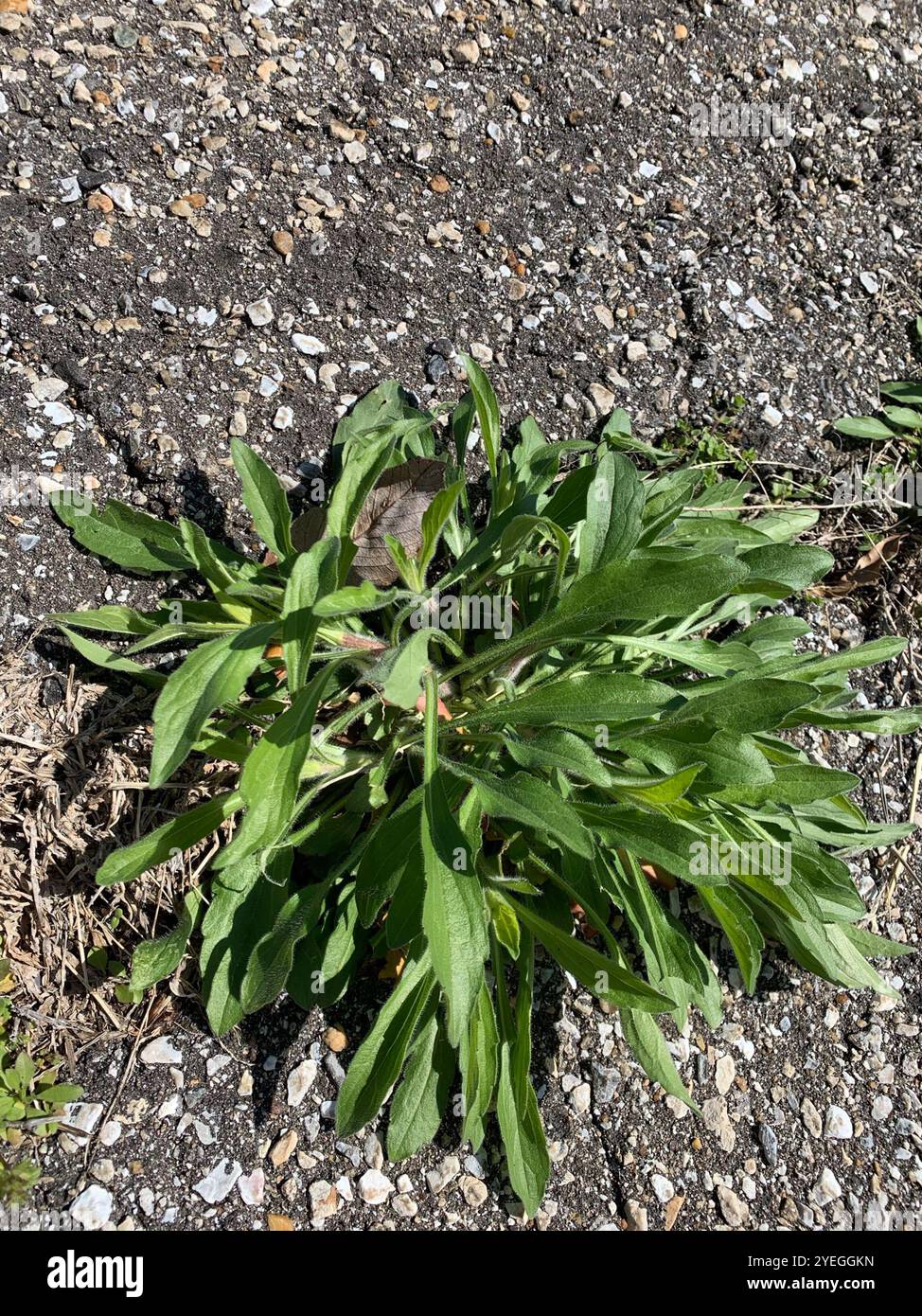 horseweed (Erigeron canadensis Stock Photo - Alamy