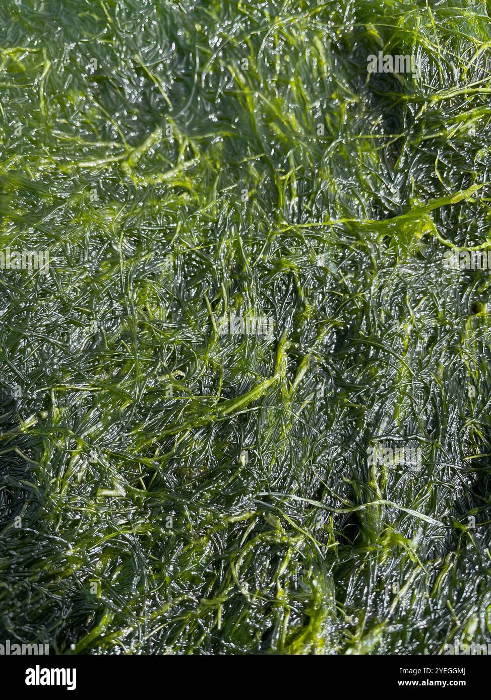 green algae (Chlorophyta Stock Photo - Alamy