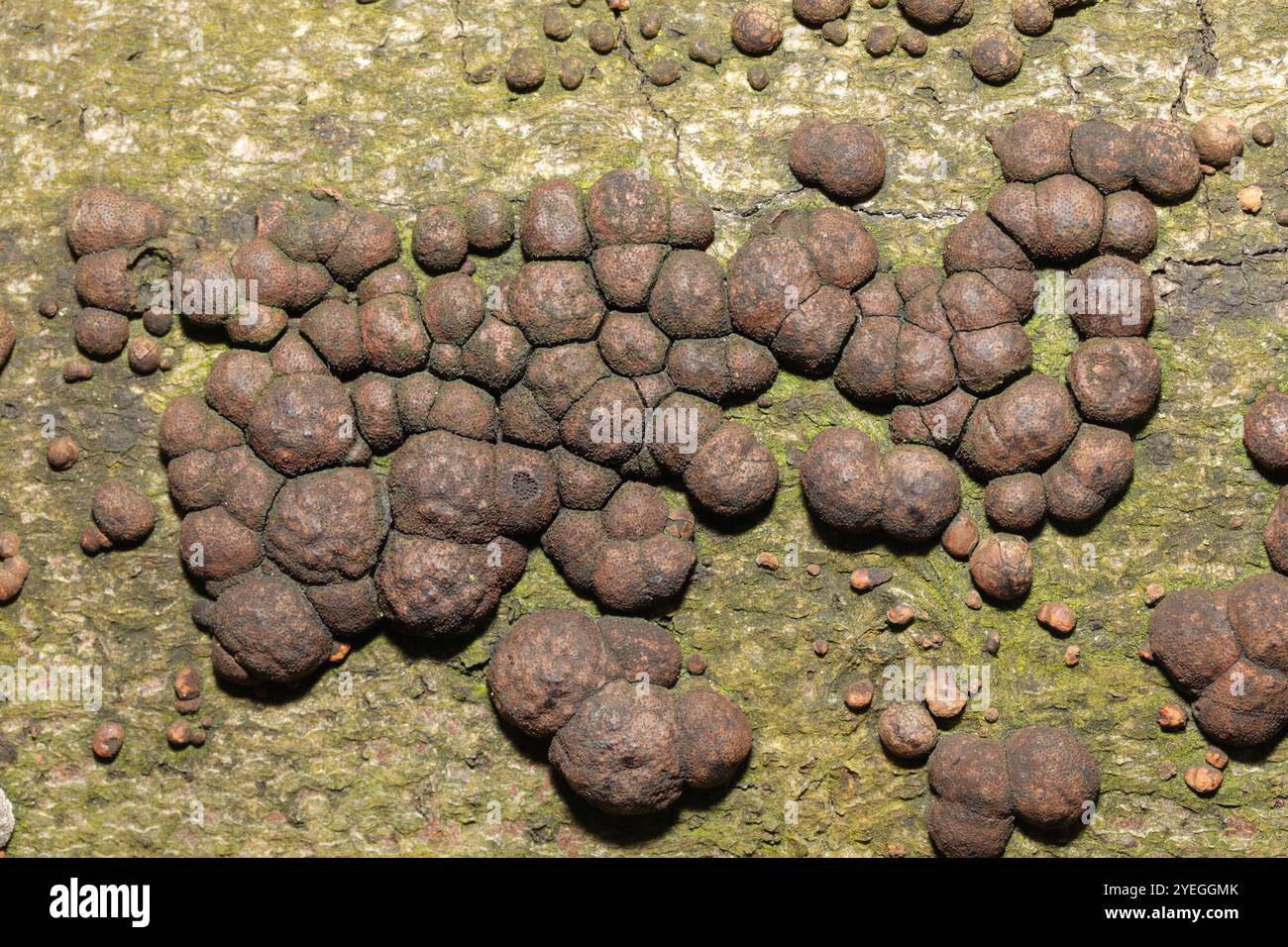 Beech Woodwart (Hypoxylon fragiforme Stock Photo - Alamy
