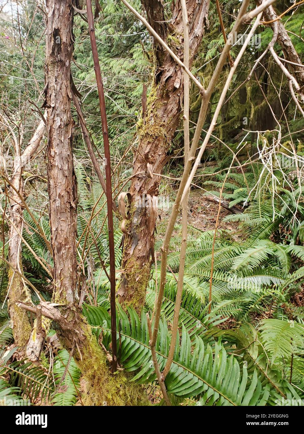 Pacific ninebark (Physocarpus capitatus Stock Photo - Alamy