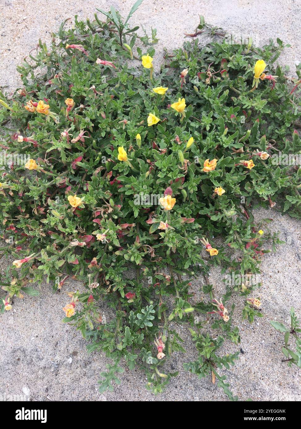 cutleaf evening primrose (Oenothera laciniata Stock Photo - Alamy