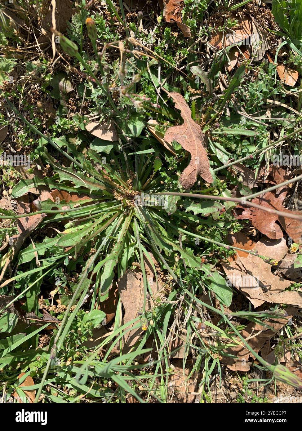 Smooth Cat's Ear (Hypochaeris glabra Stock Photo - Alamy