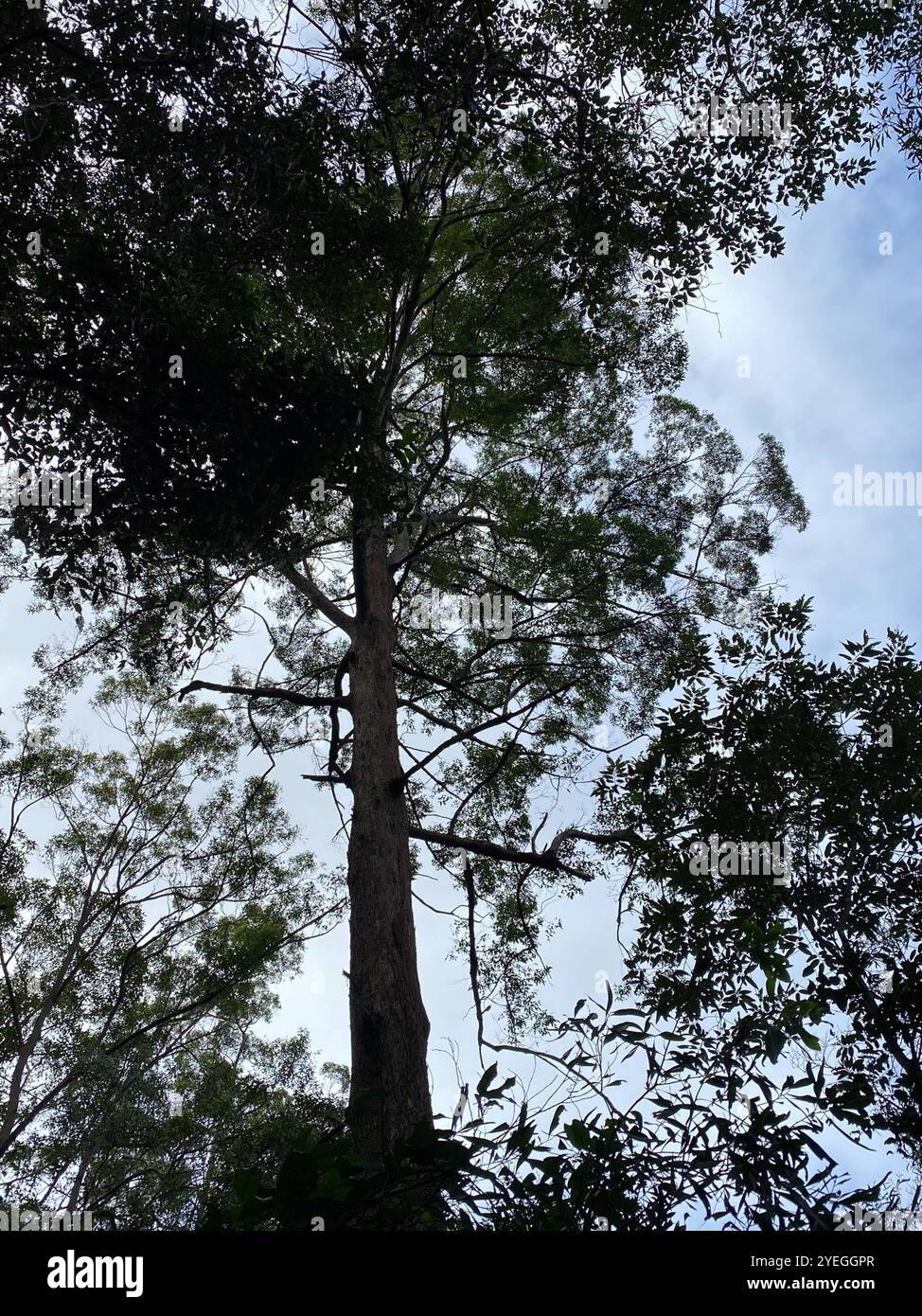 Tallowwood (Eucalyptus microcorys Stock Photo - Alamy