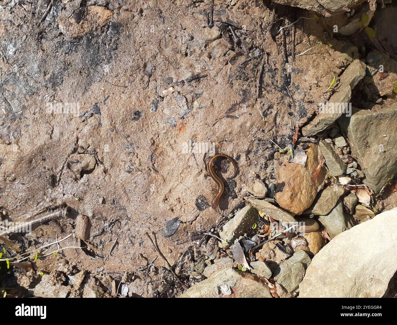 Southern Two-lined Salamander (Eurycea cirrigera Stock Photo - Alamy