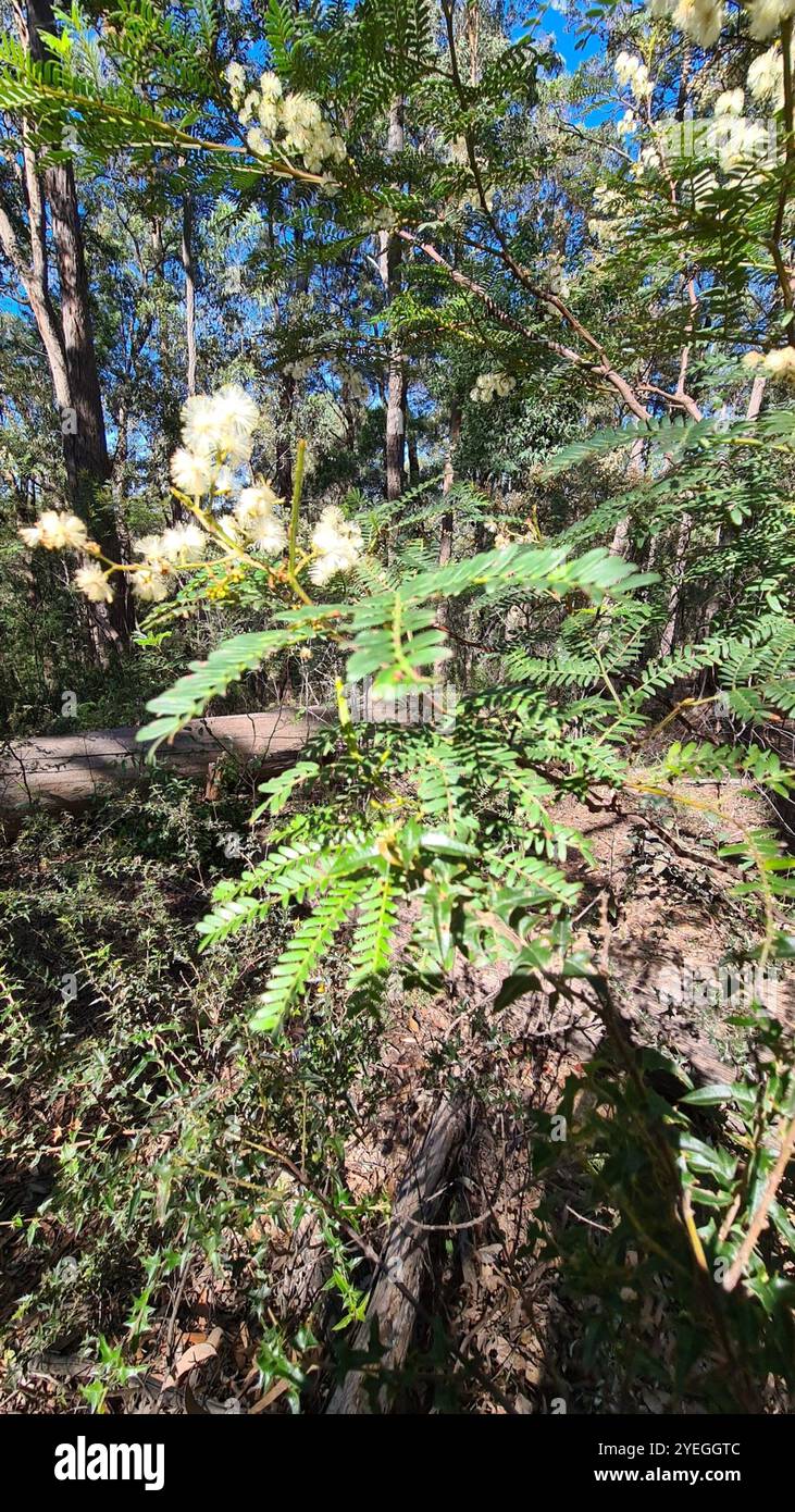 Sunshine Wattle (Acacia terminalis Stock Photo - Alamy