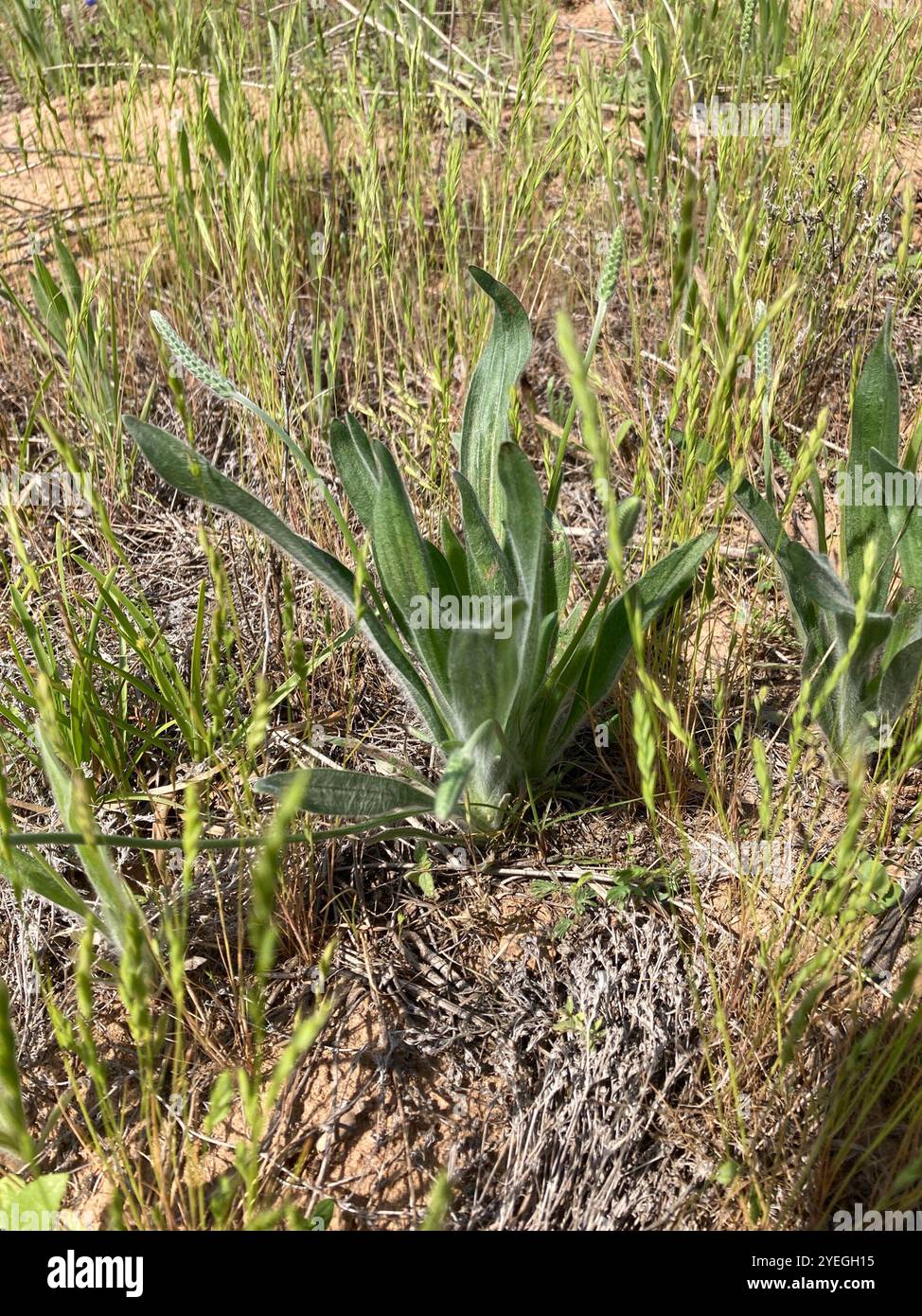 Tallow Weed (Plantago hookeriana Stock Photo - Alamy