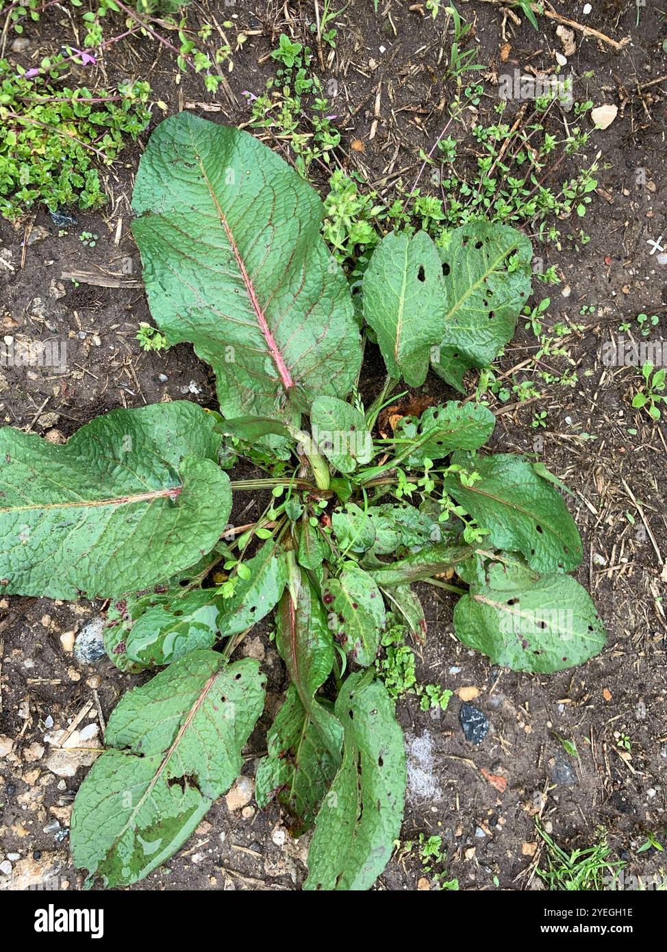 broad-leaved dock (Rumex obtusifolius Stock Photo - Alamy
