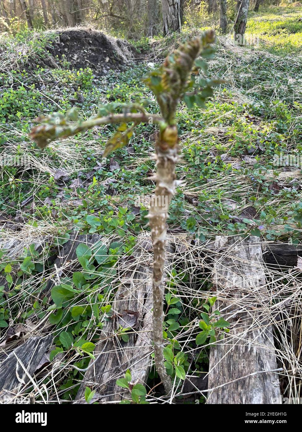 devil's walkingstick (Aralia spinosa Stock Photo - Alamy