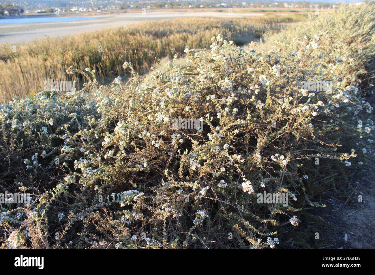 Cape Snow Bush (Eriocephalus africanus Stock Photo - Alamy
