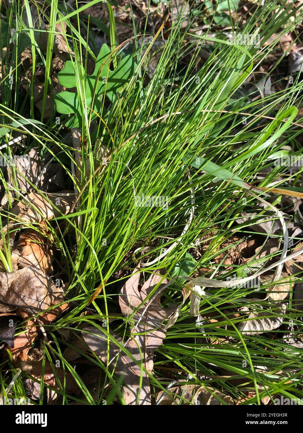 white-tinged sedge (Carex albicans Stock Photo - Alamy