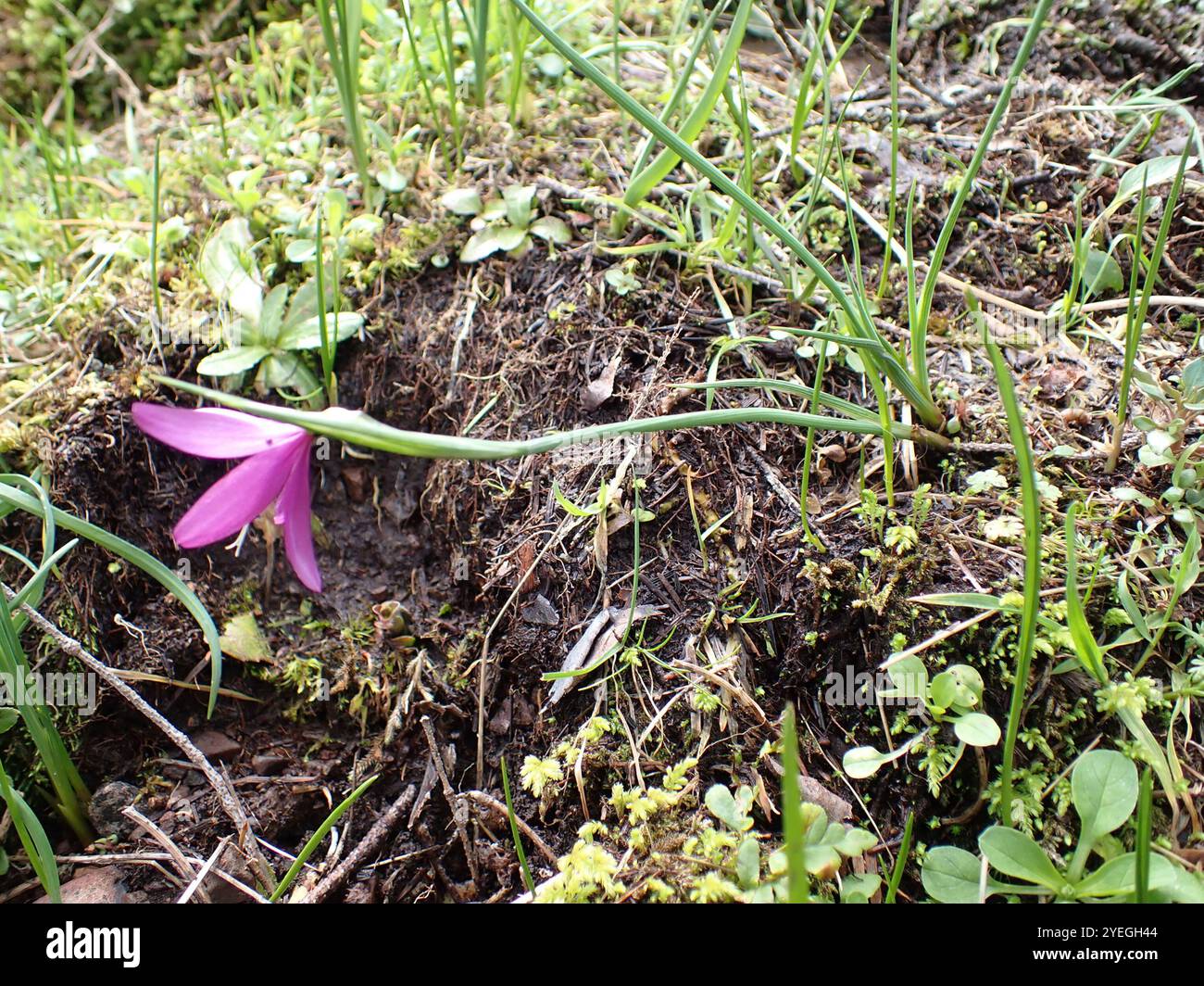 grasswidow (Olsynium douglasii Stock Photo - Alamy