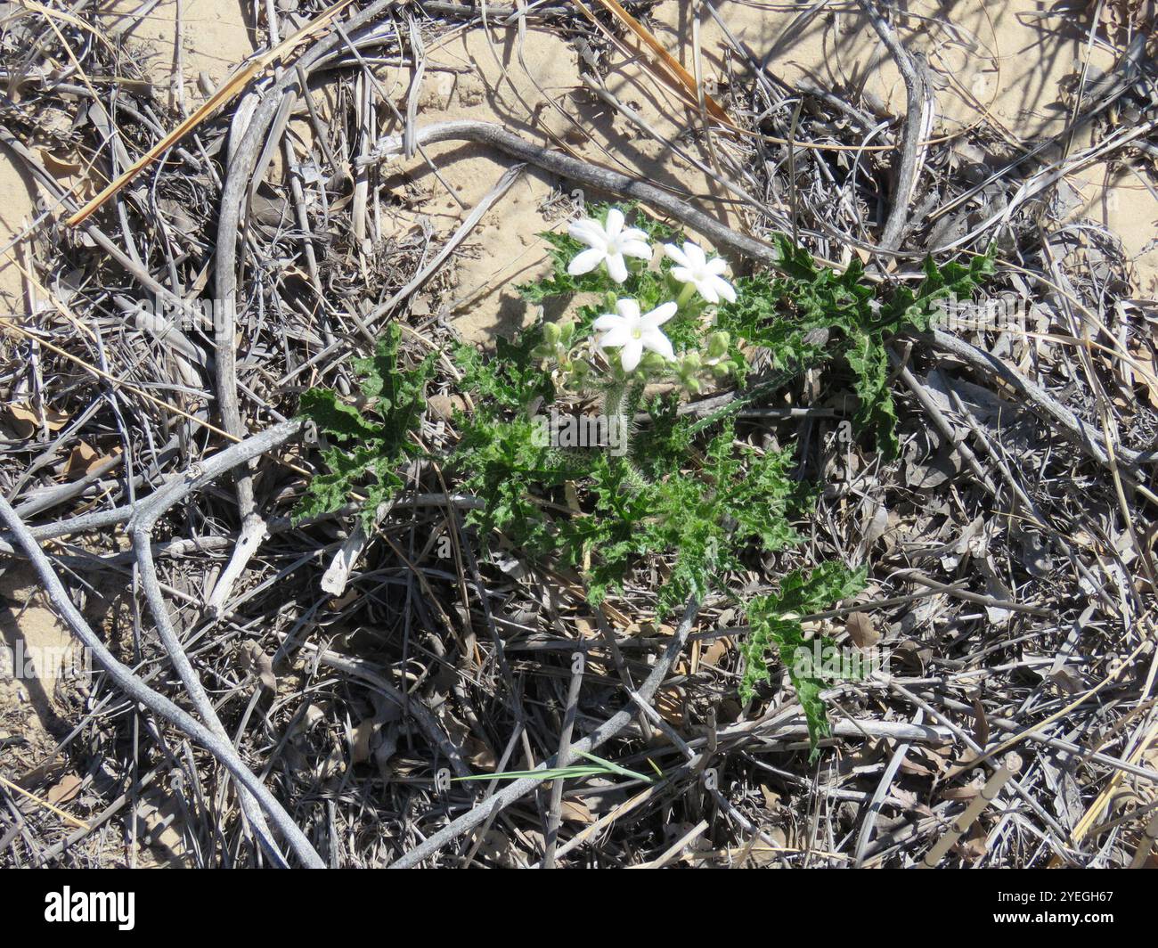 Texas Bull Nettle (Cnidoscolus texanus Stock Photo - Alamy
