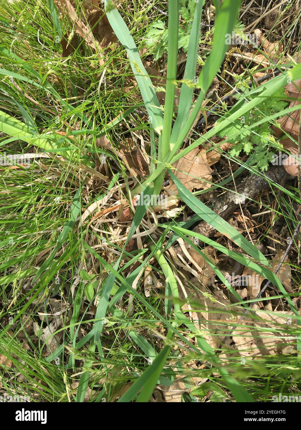 Goose Grass (Eleusine indica Stock Photo - Alamy