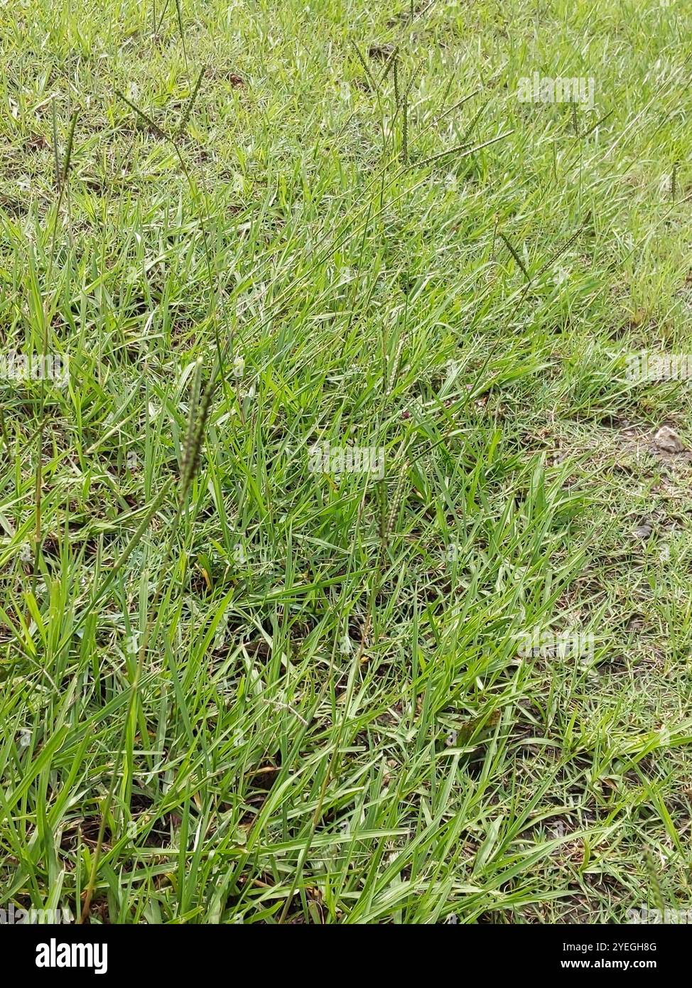 Bahia grass (Paspalum notatum Stock Photo - Alamy