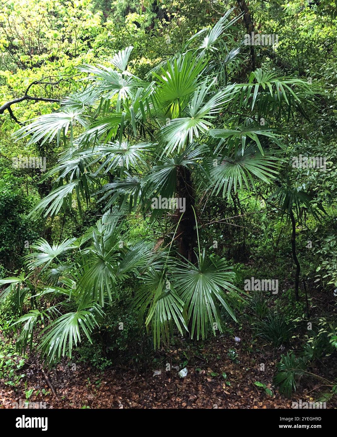 Chusan Palm (Trachycarpus fortunei Stock Photo - Alamy