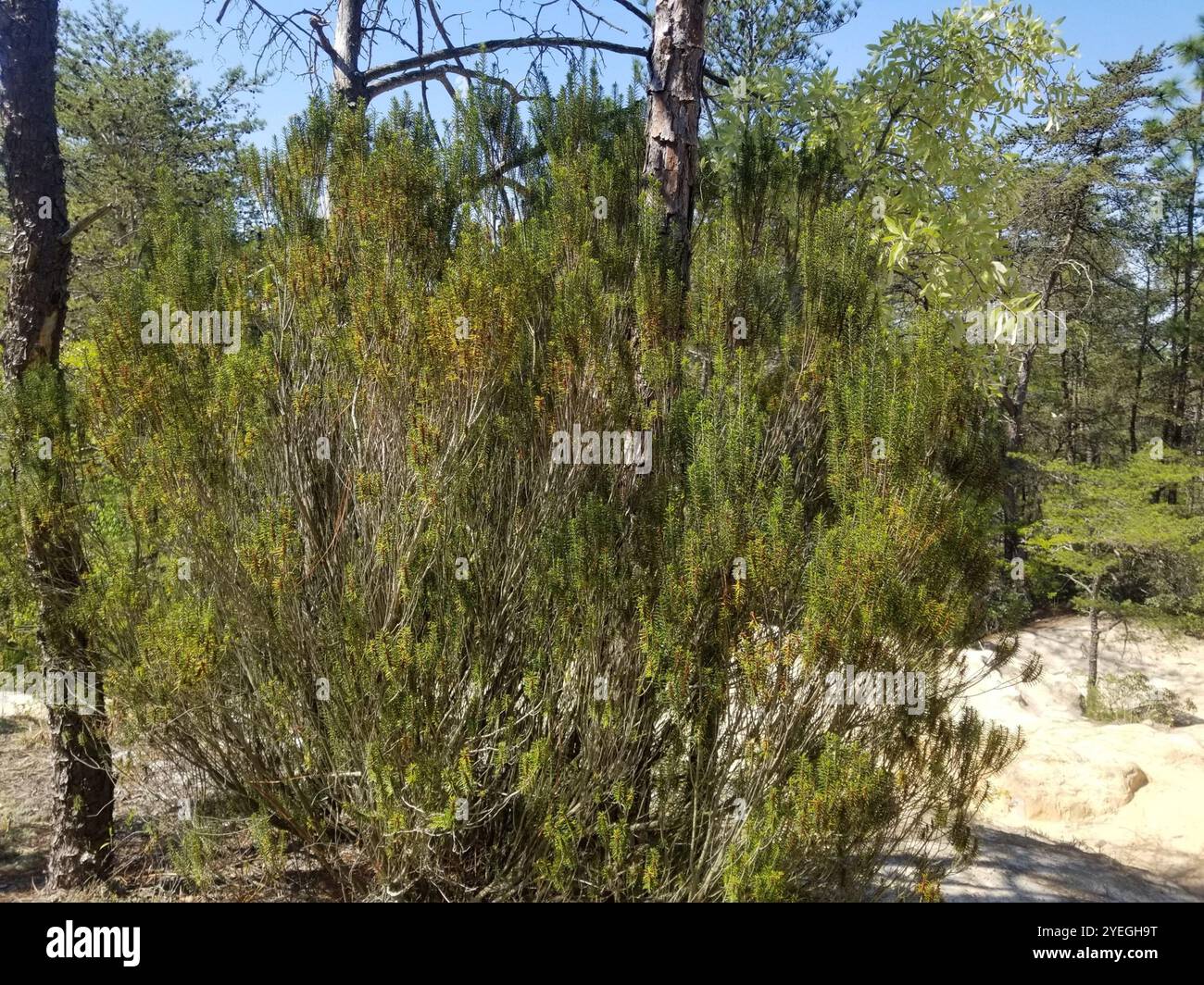 Ceratiola hi-res stock photography and images - Alamy