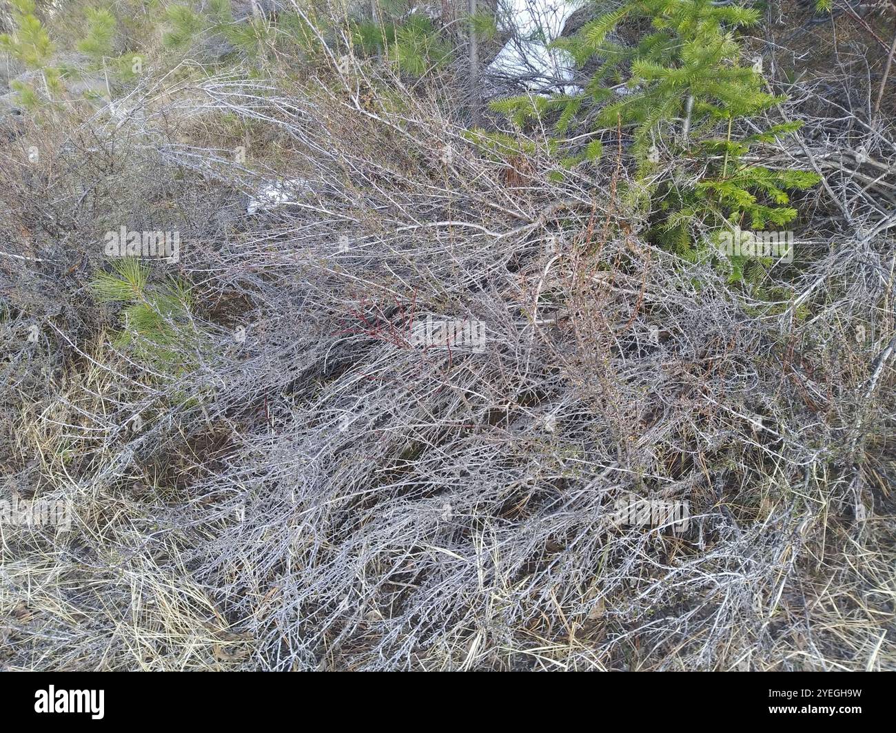 Antelope Bitterbrush (Purshia tridentata Stock Photo - Alamy
