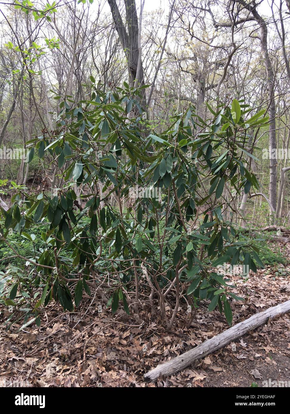 great rhododendron (Rhododendron maximum Stock Photo - Alamy
