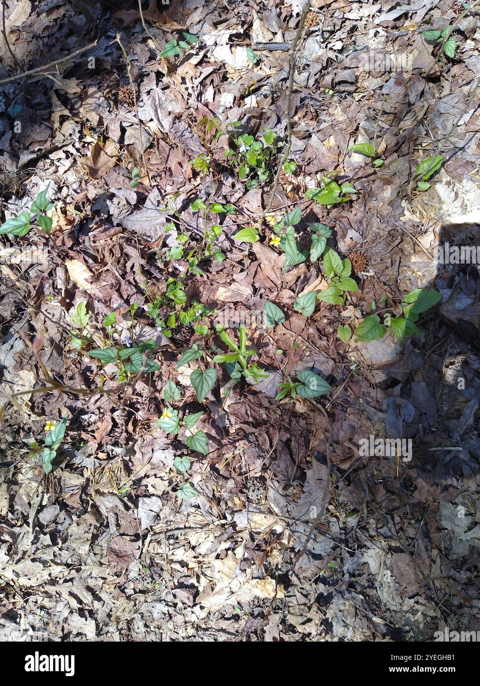 Halberd-leaved violet (Viola hastata Stock Photo - Alamy