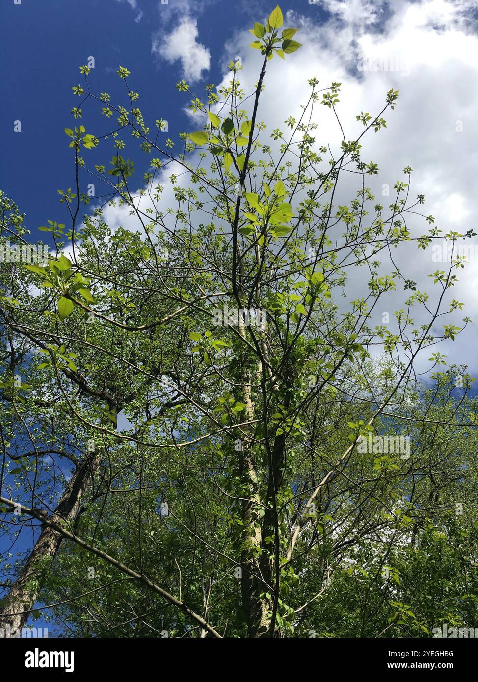 Wonder tree (Idesia polycarpa Stock Photo - Alamy